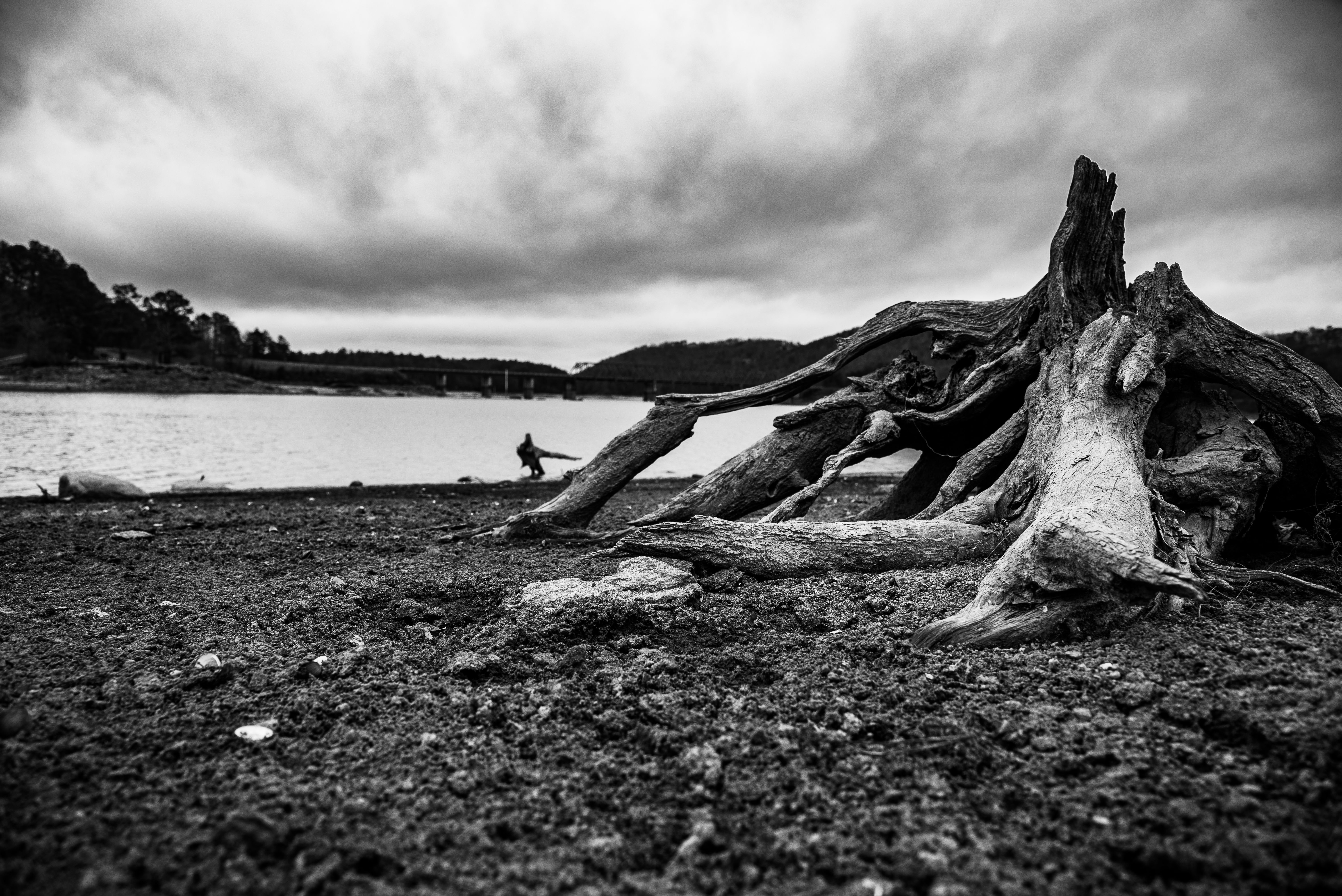 Grayscale Photo of a Dead Tree on the Sea Shore · Free Stock Photo