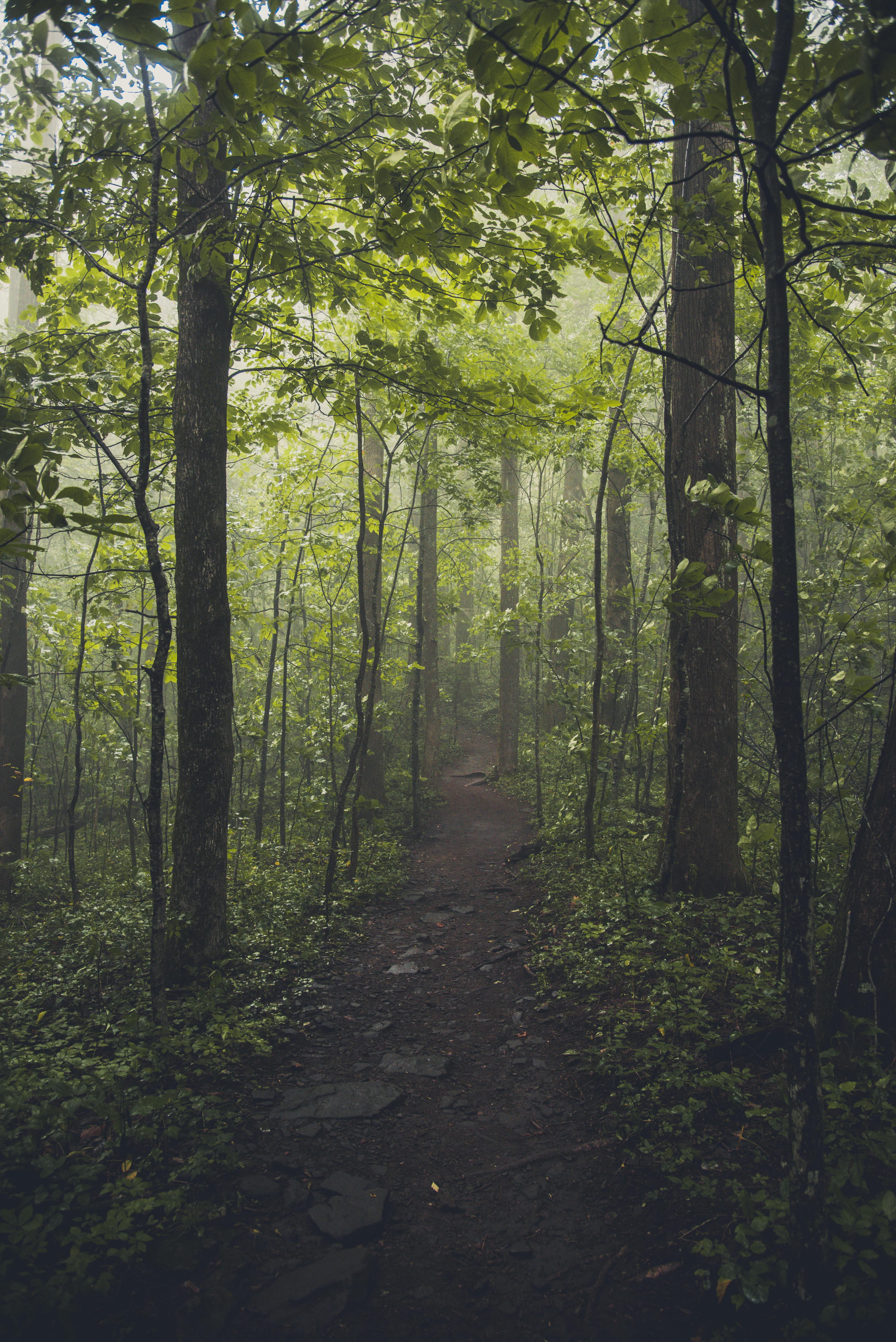 Green Trees in the Forest · Free Stock Photo