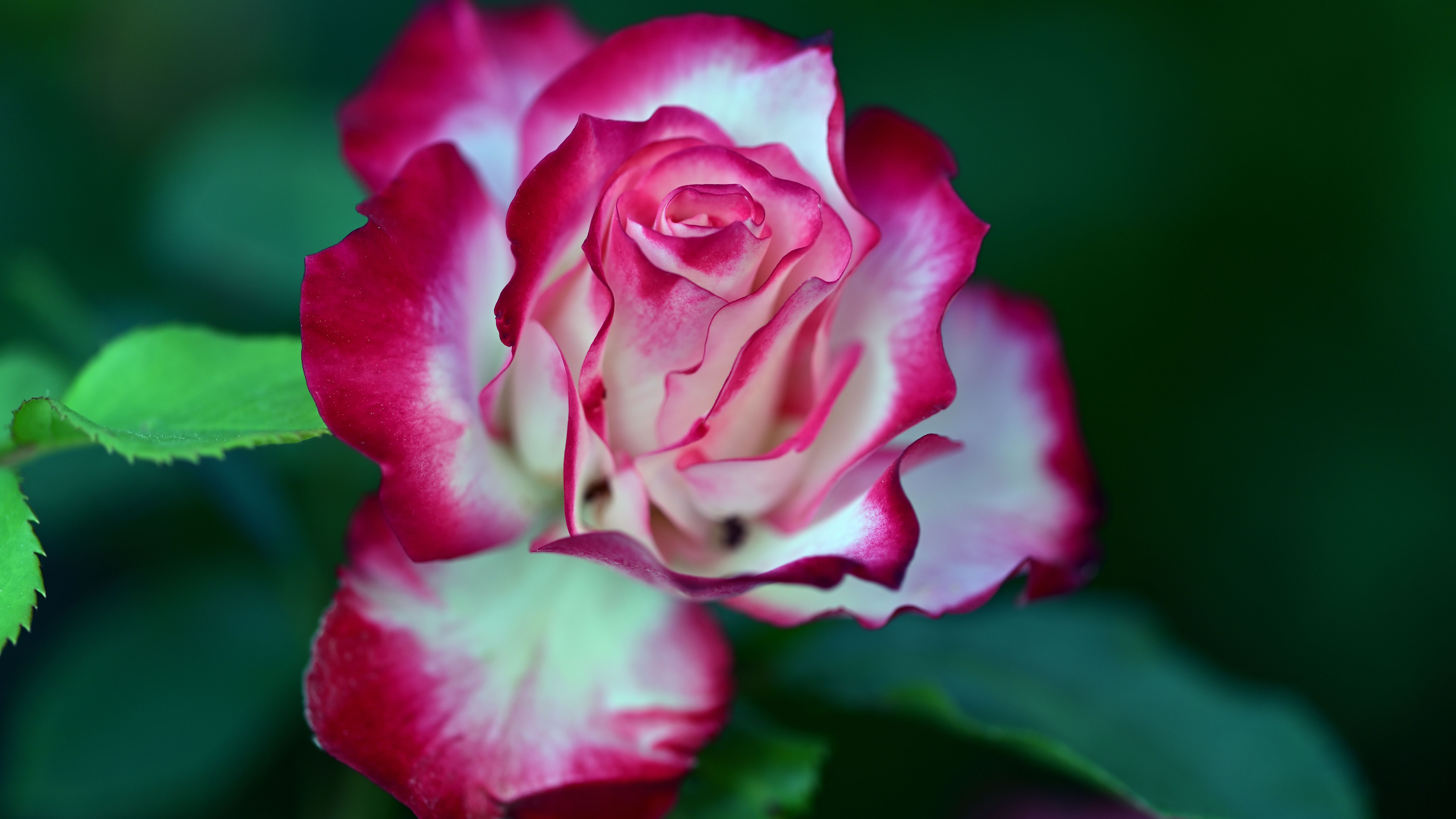 A Rose in Bloom · Free Stock Photo