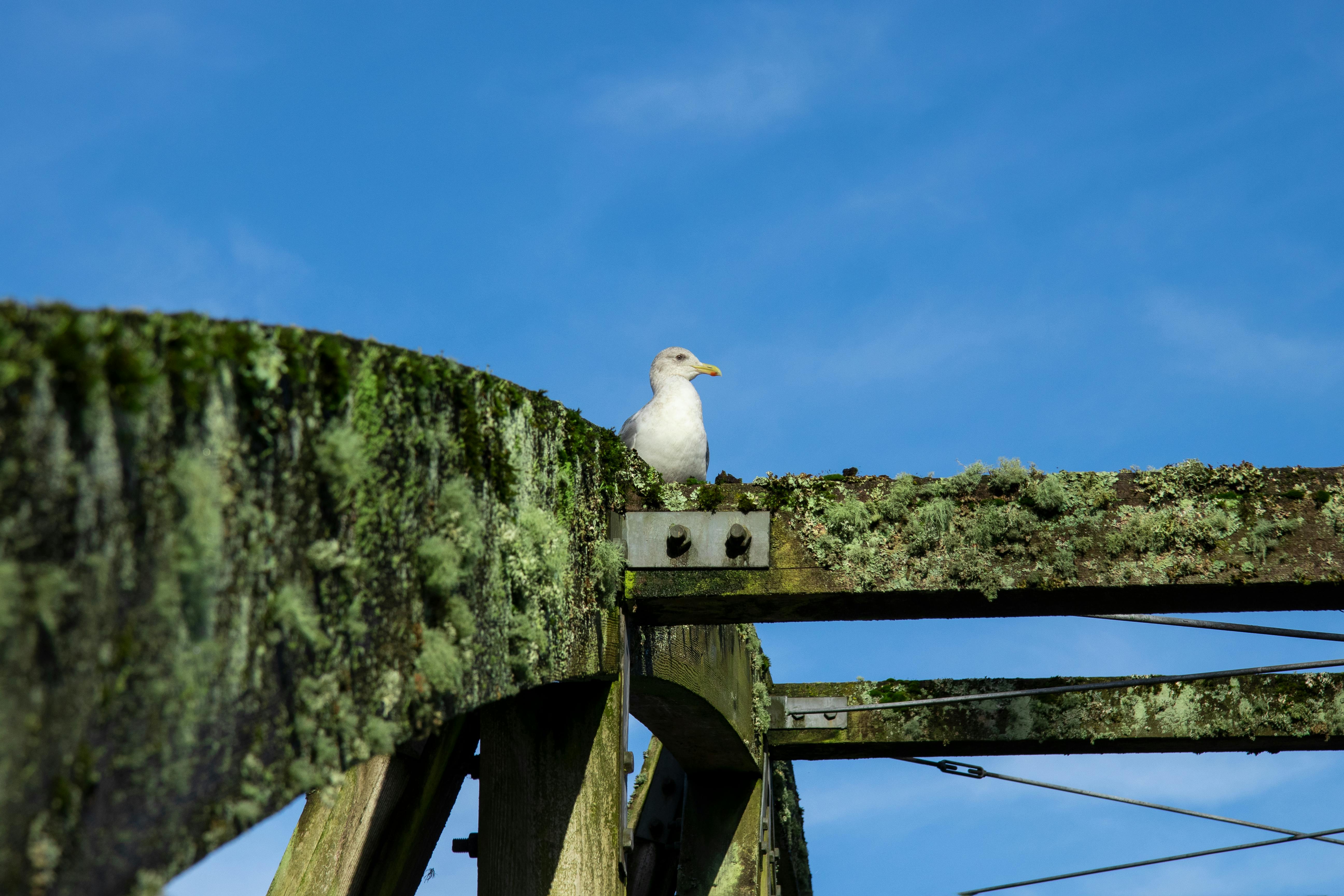 Seagull on Beam · Free Stock Photo