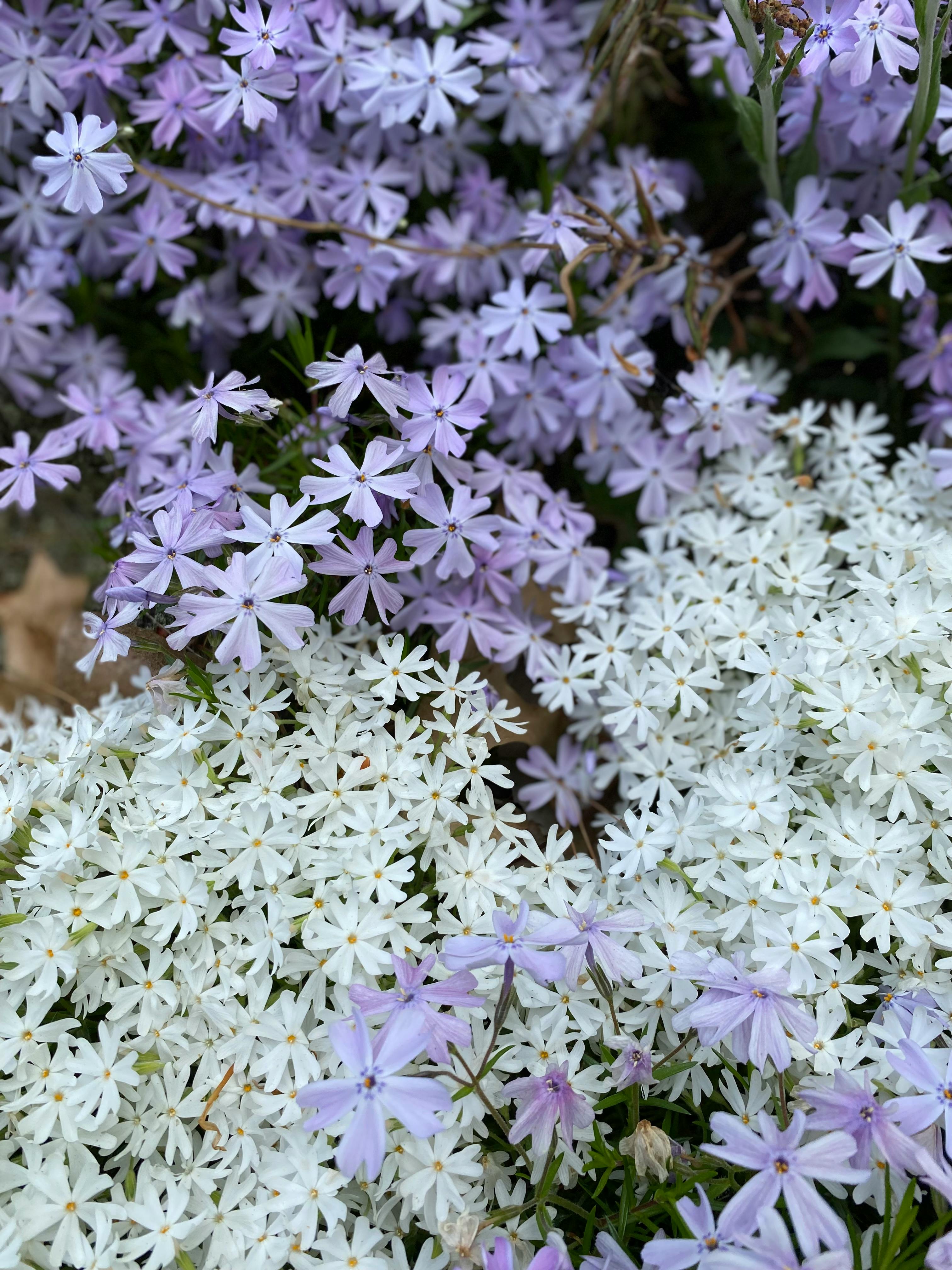 Blue Creeping Phlox Flowers · Free Stock Photo