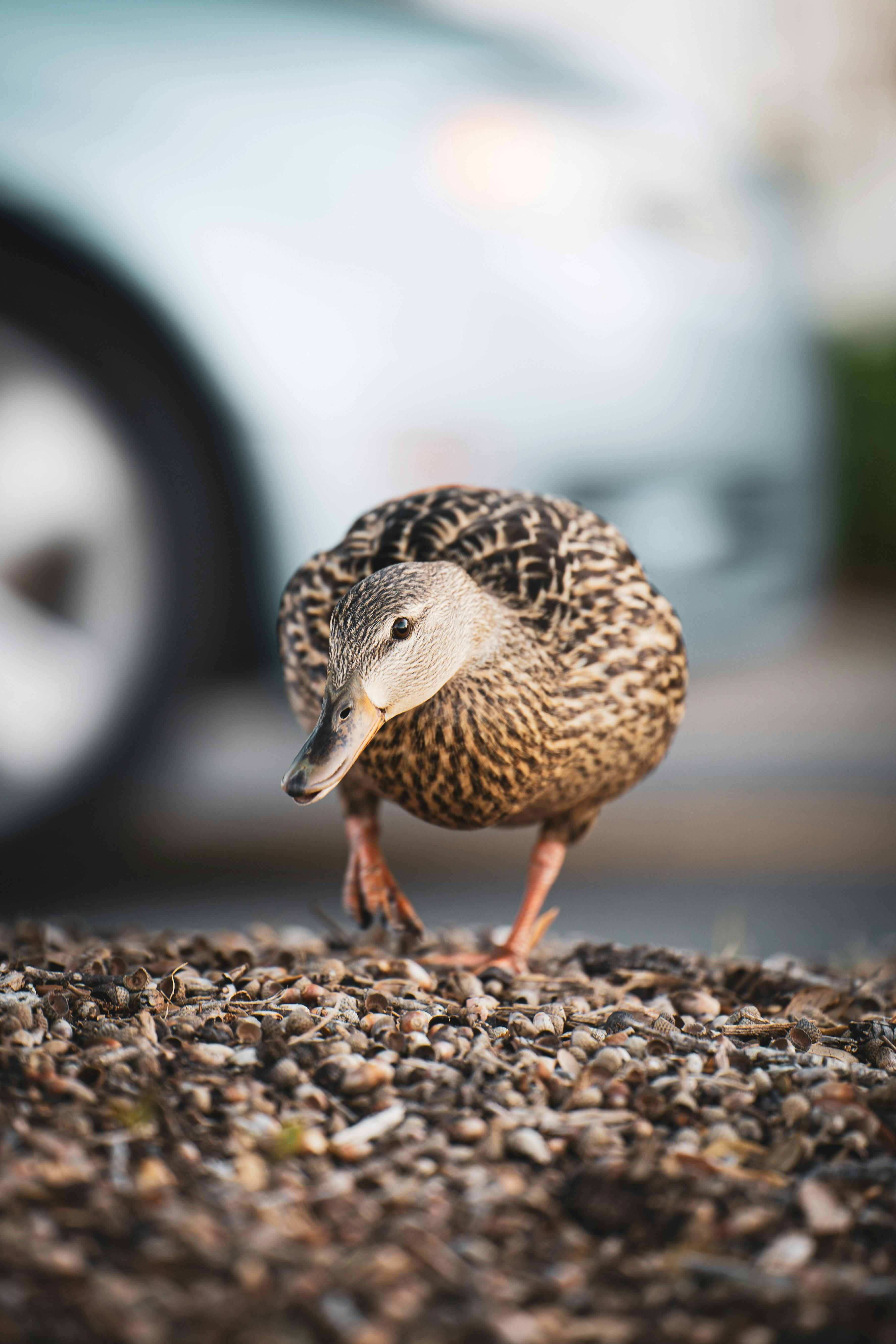 Cute Duck on Rocks · Free Stock Photo