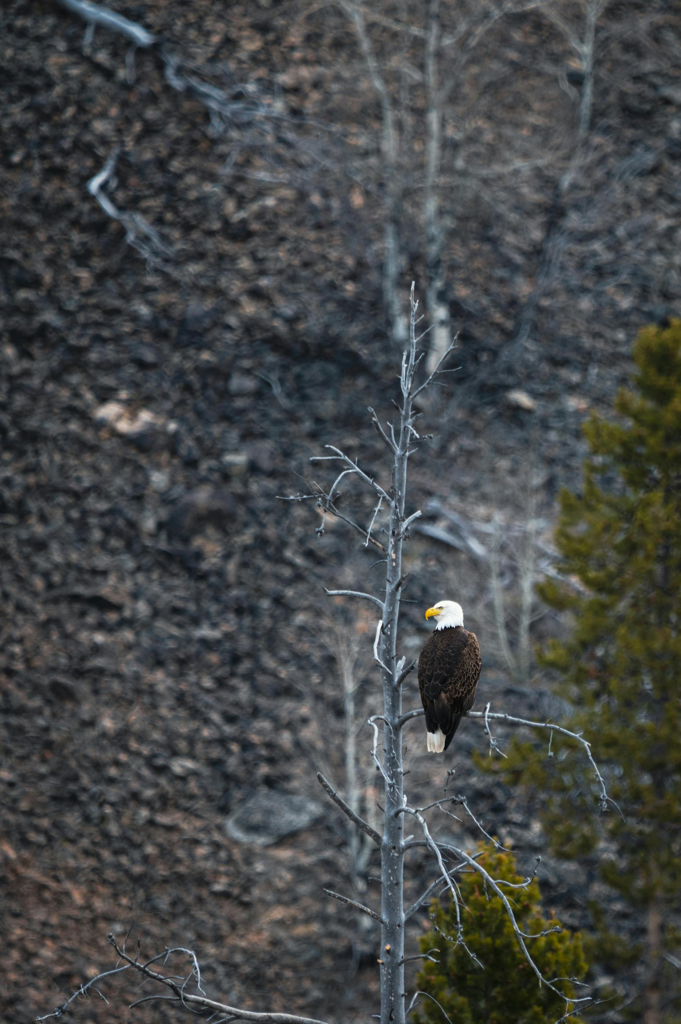 Close-up of a Bald Eagle Perching on a Tree · Free Stock Photo