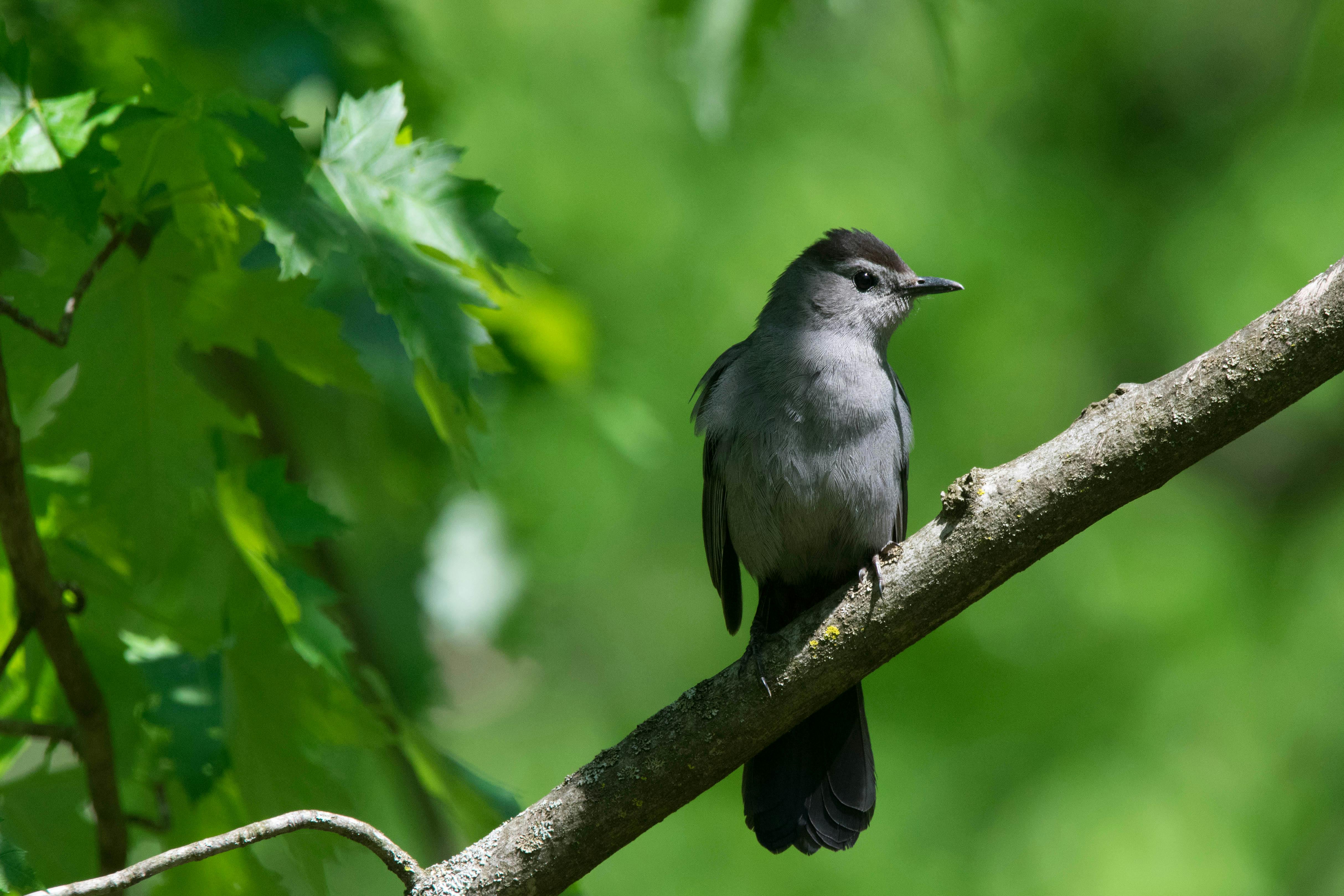 Grey Catbird Photos, Download Free Grey Catbird Stock Photos & HD Images