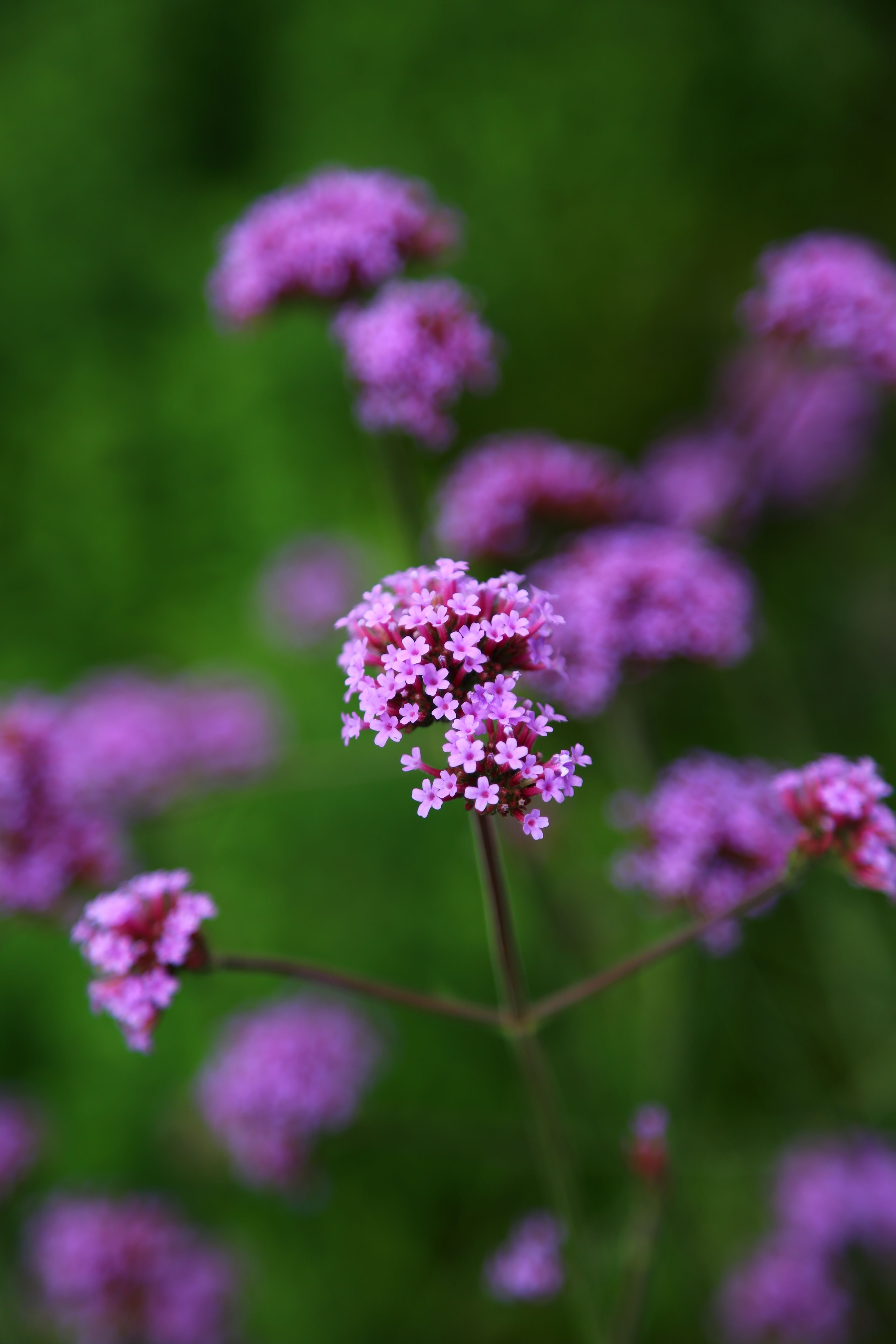 Verbena Photos, Download The BEST Free Verbena Stock Photos & HD Images