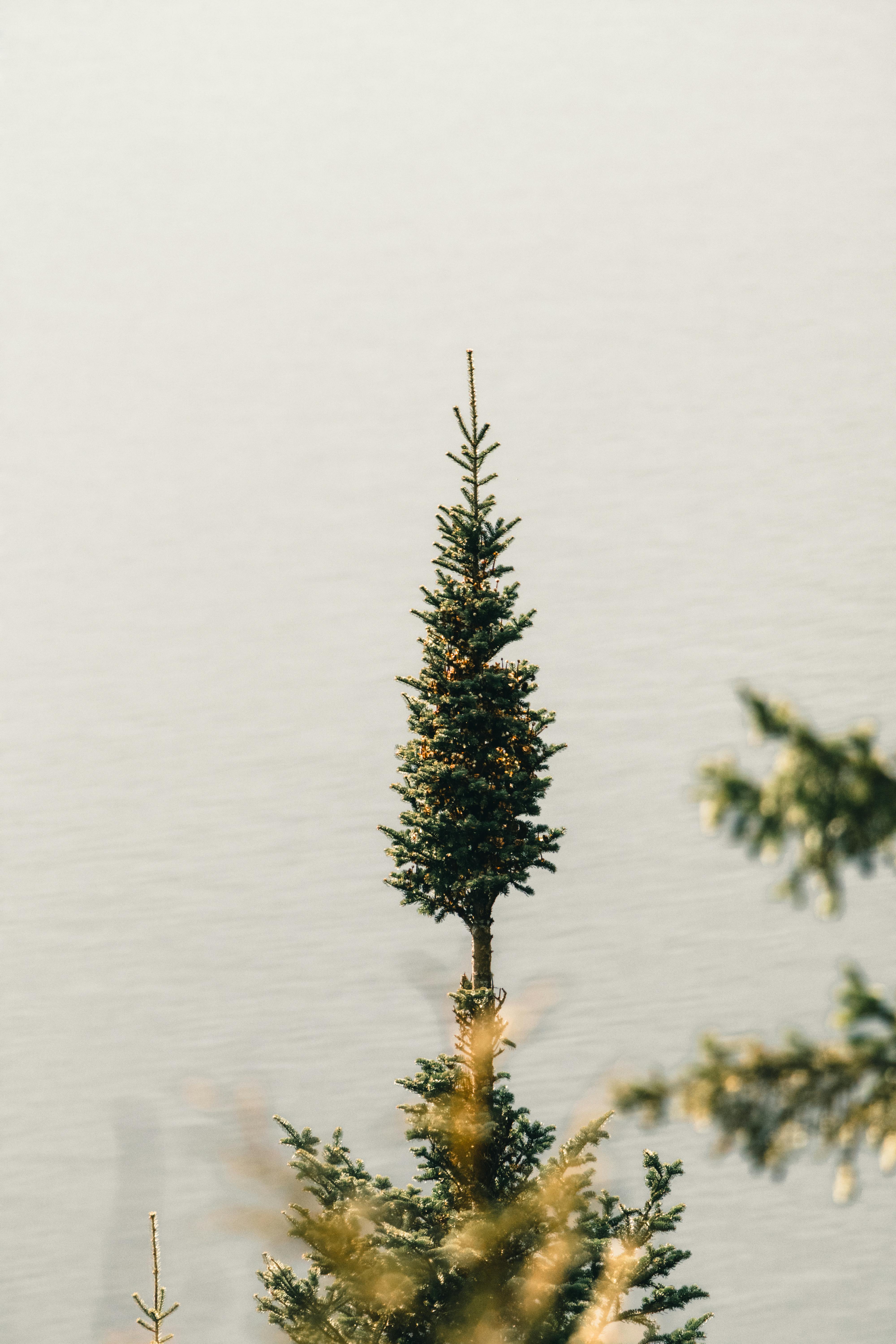 Photo of a Conifer Tree · Free Stock Photo