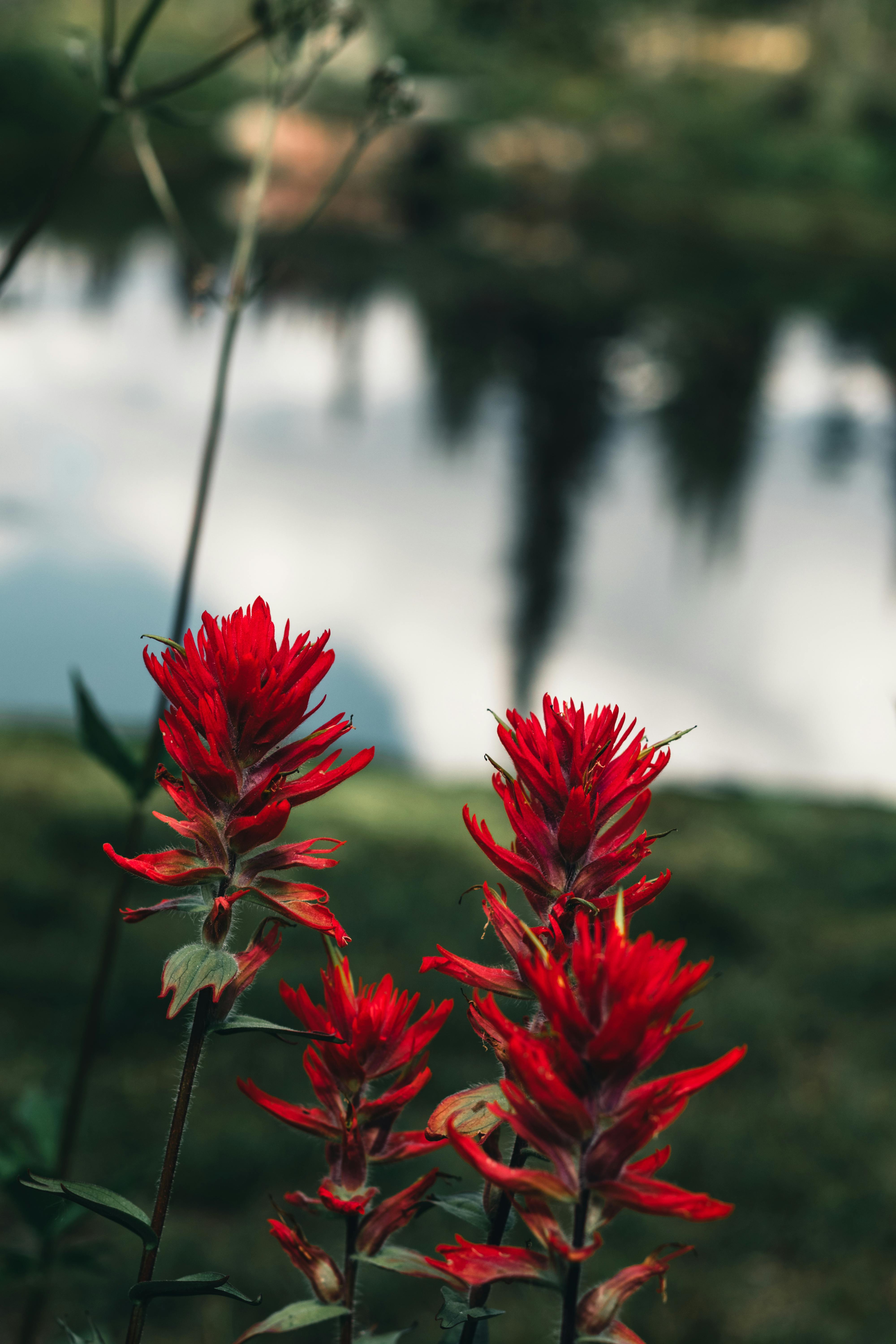 Close-Up Shot of Blooming Red Flowers · Free Stock Photo