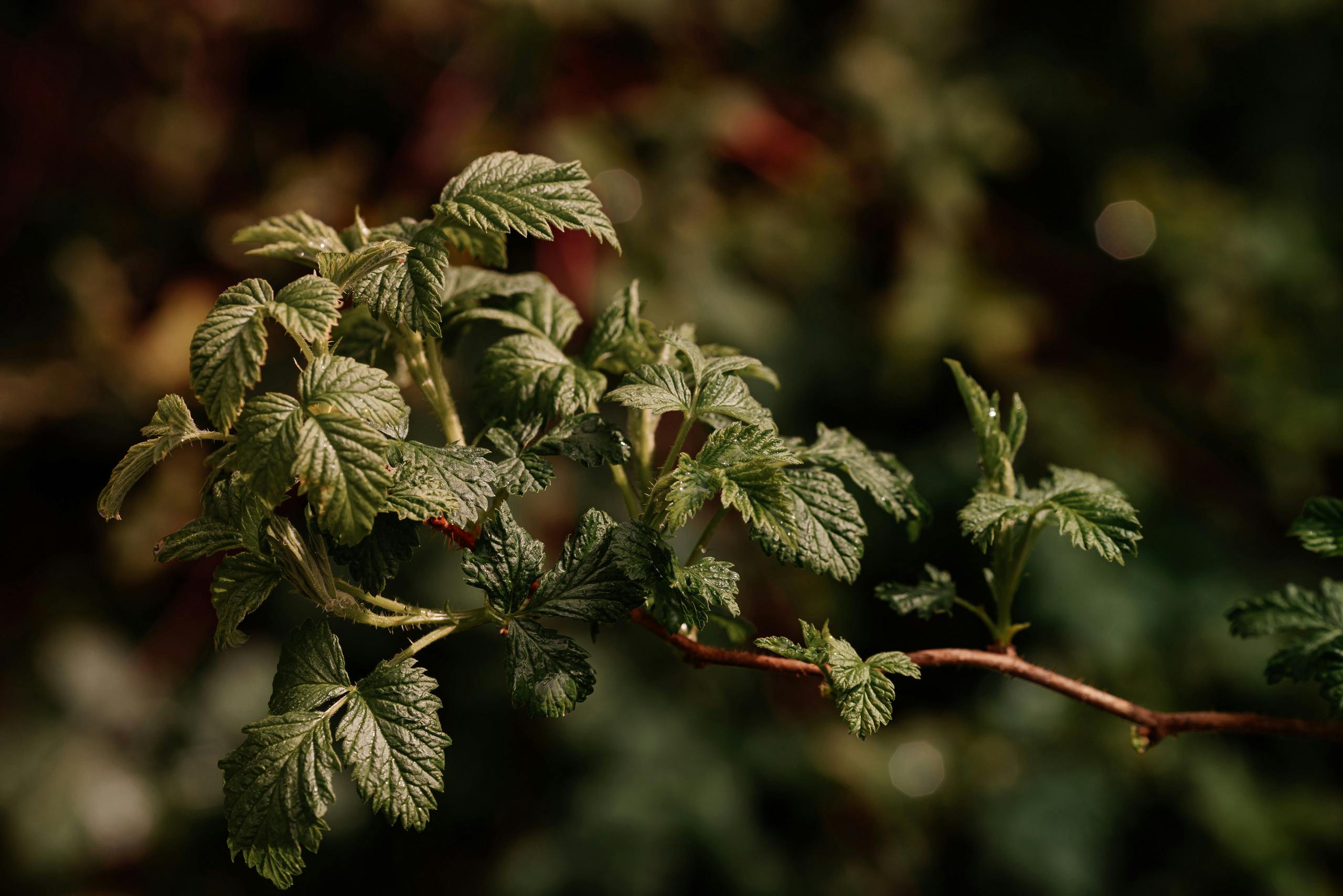 Raspberry Tree Photos, Download The BEST Free Raspberry Tree Stock ...