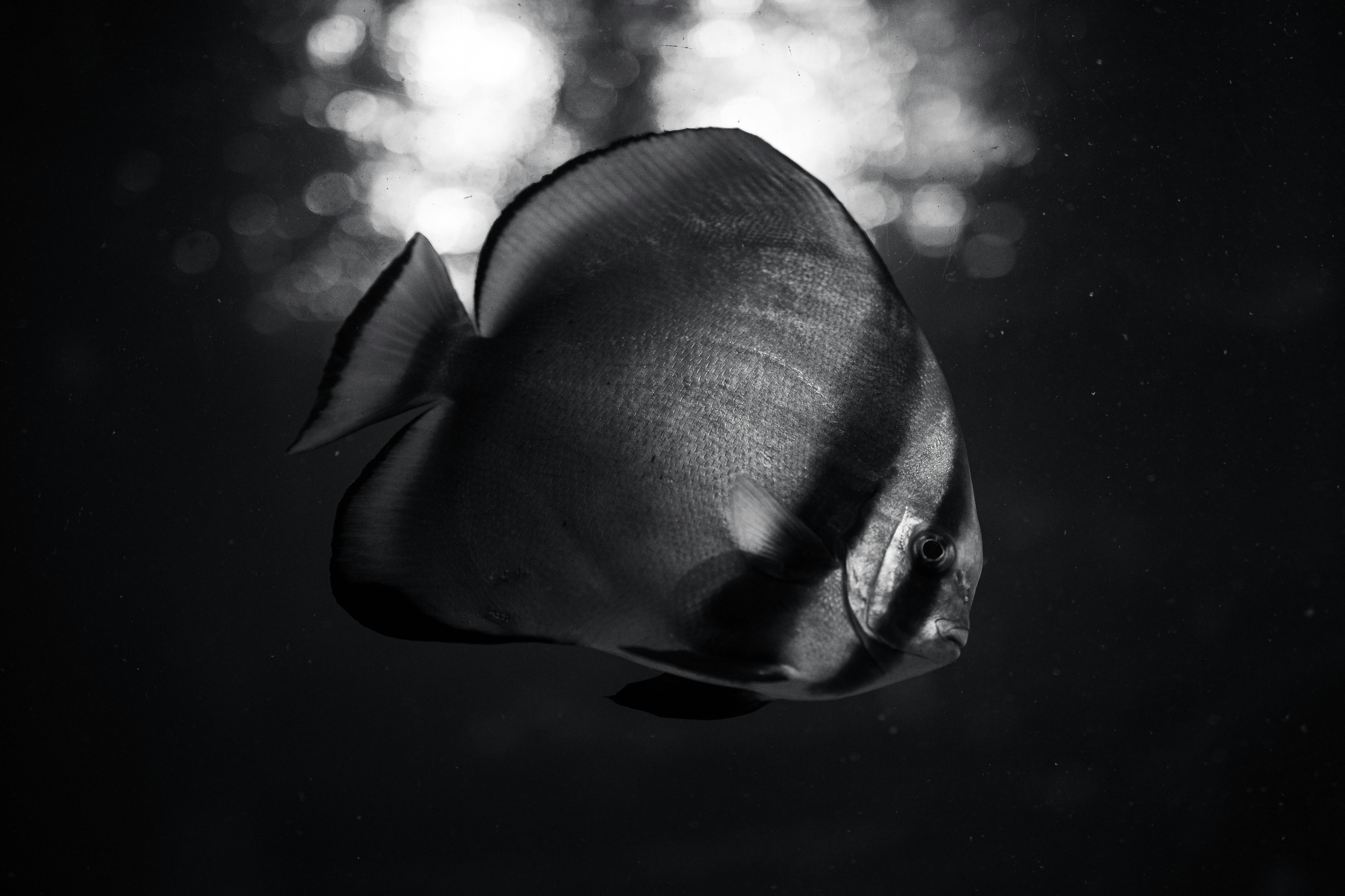 Grayscale Photo of Fish Swimming Underwater · Free Stock Photo