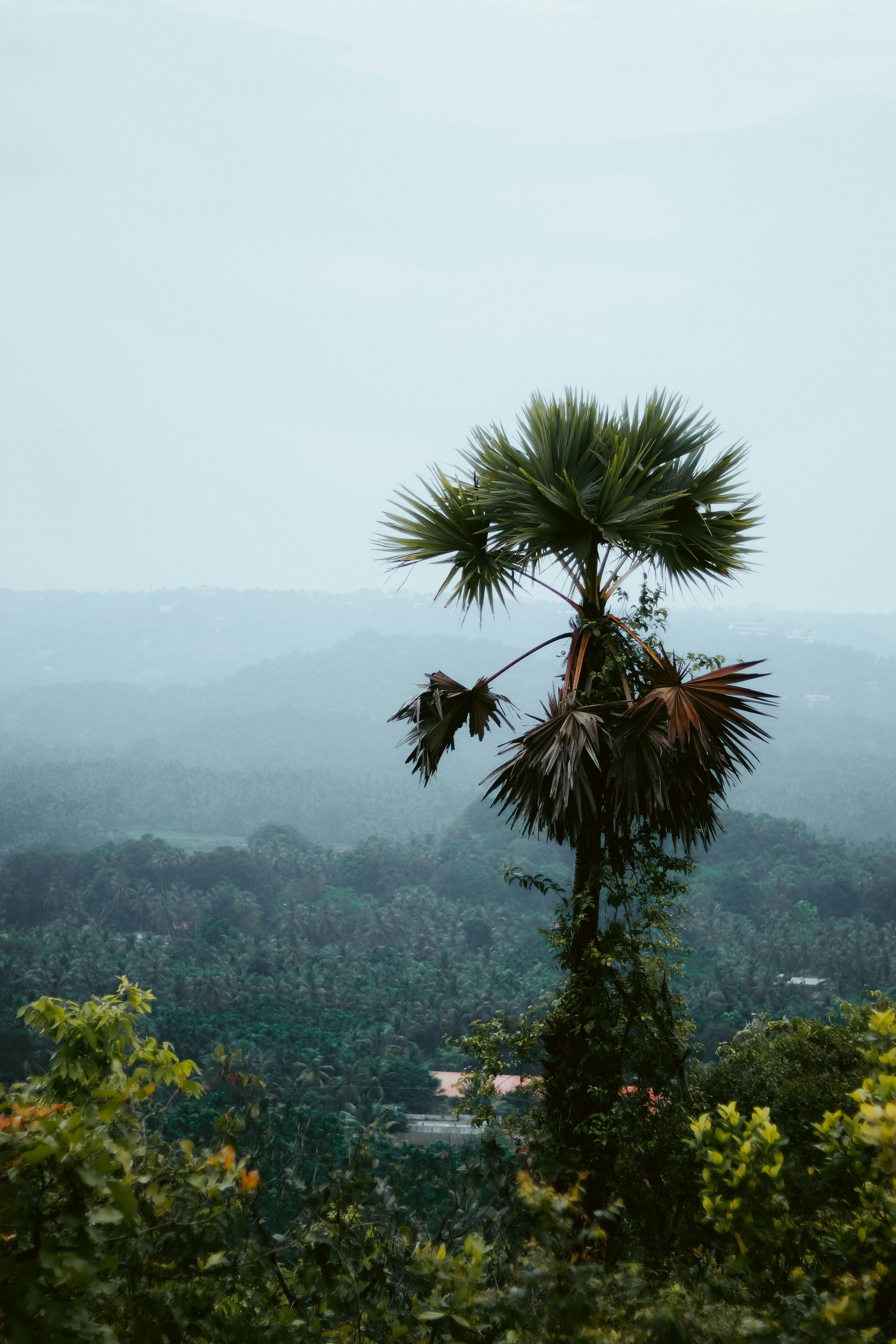 Green Palm Tree on the Mountain · Free Stock Photo