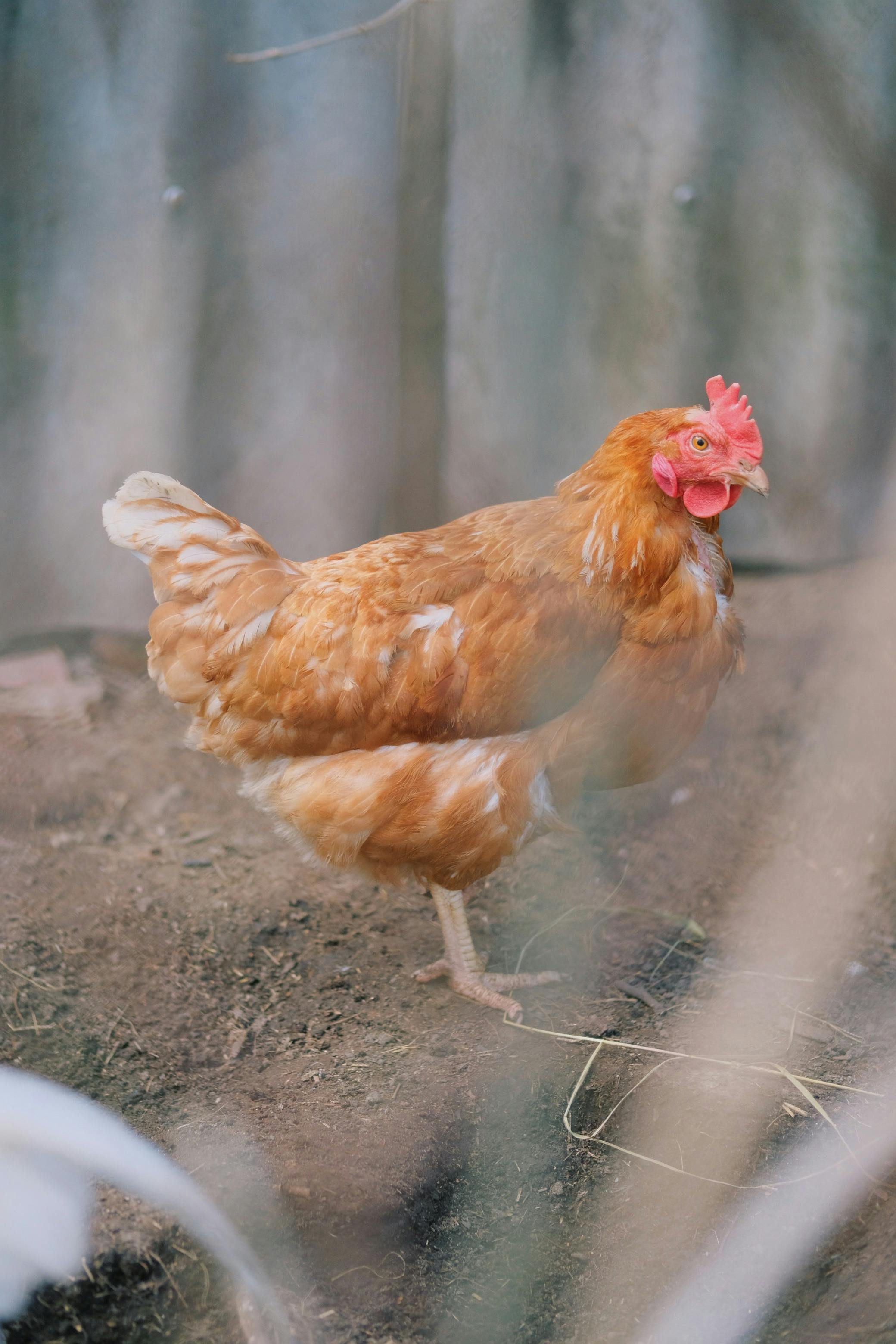 Chicken Walking Photos, Download The BEST Free Chicken Walking Stock ...