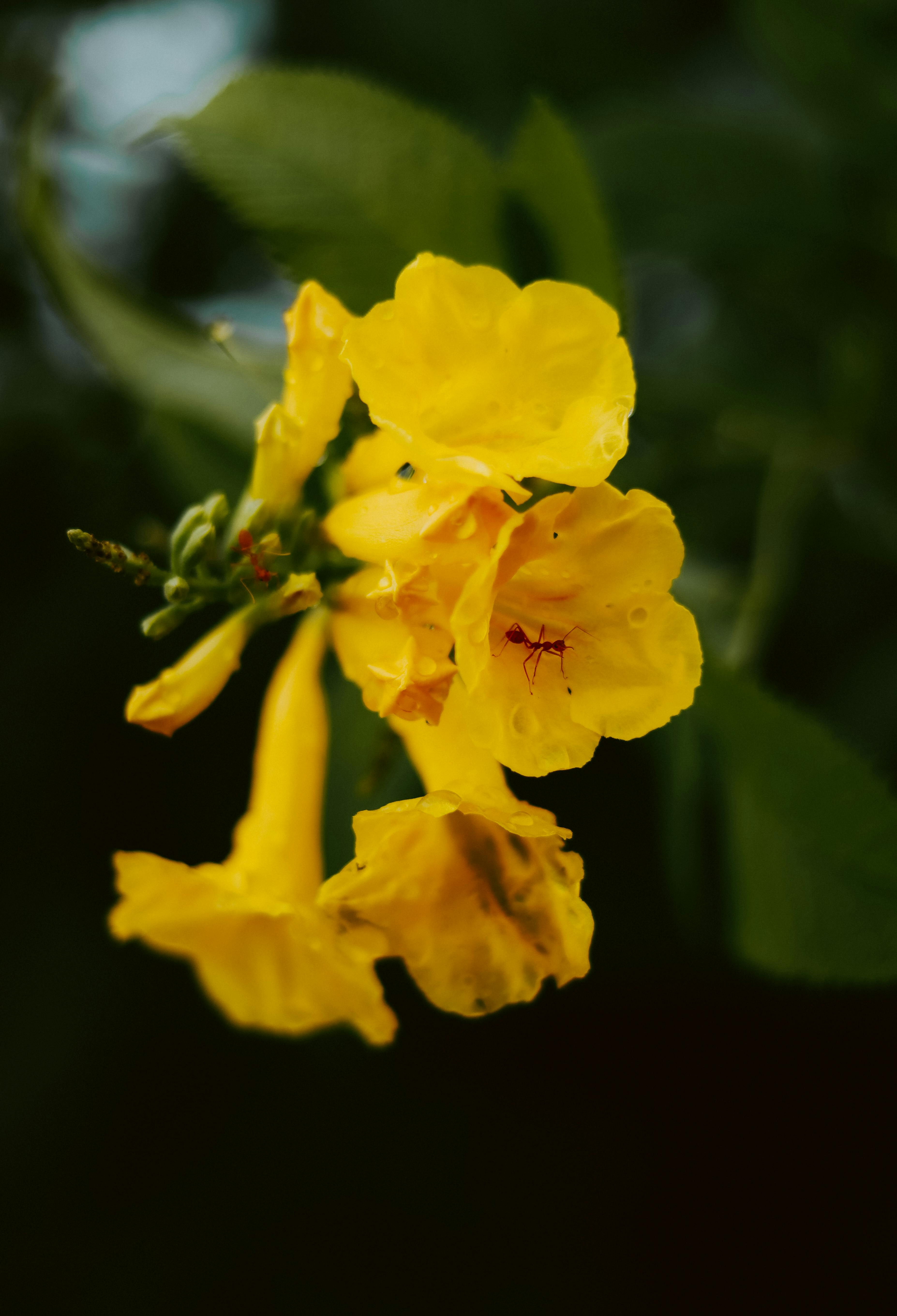 Photo of Yellow Flower · Free Stock Photo