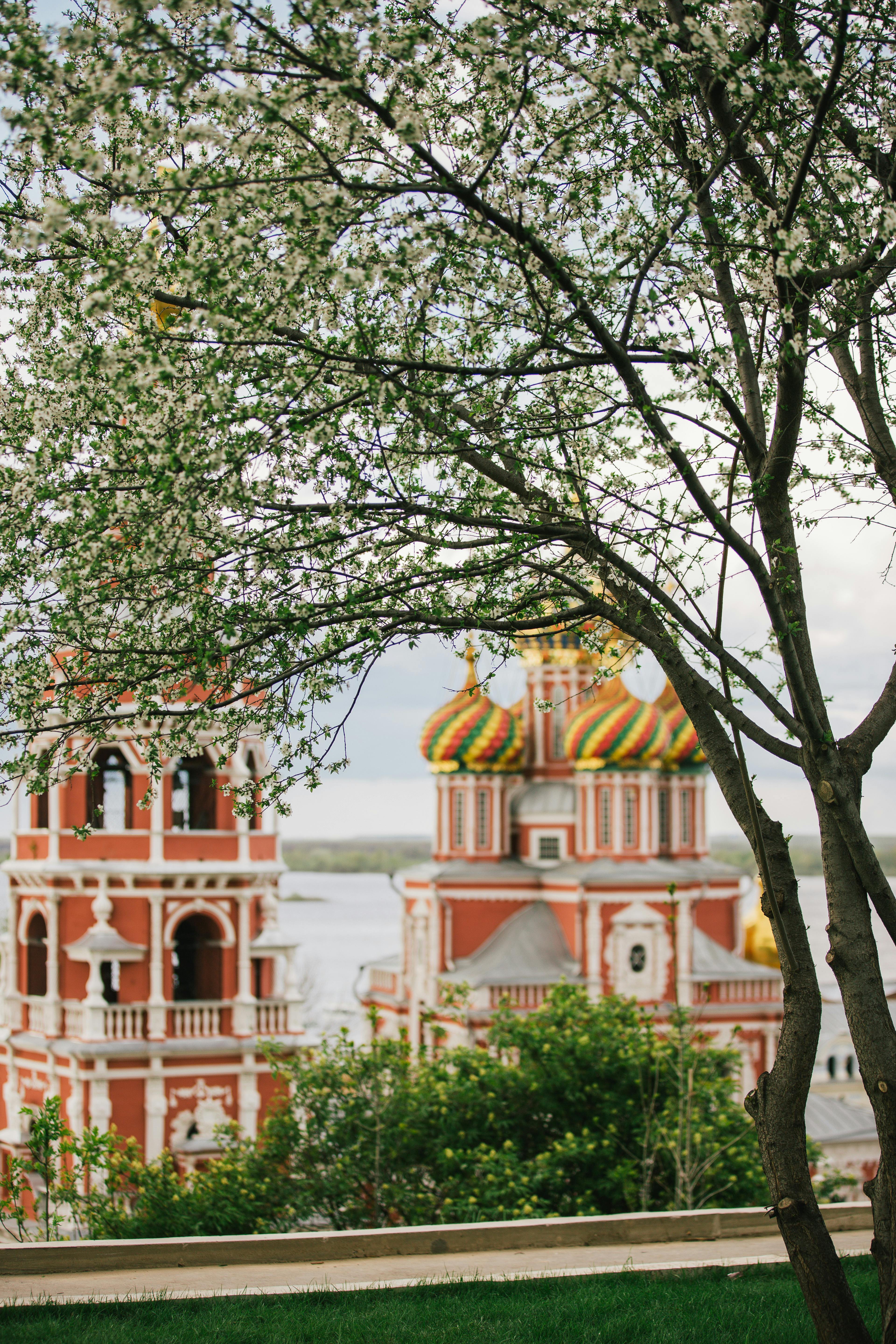 Stroganov Korek Photos, Download The BEST Free Stroganov Korek Stock ...