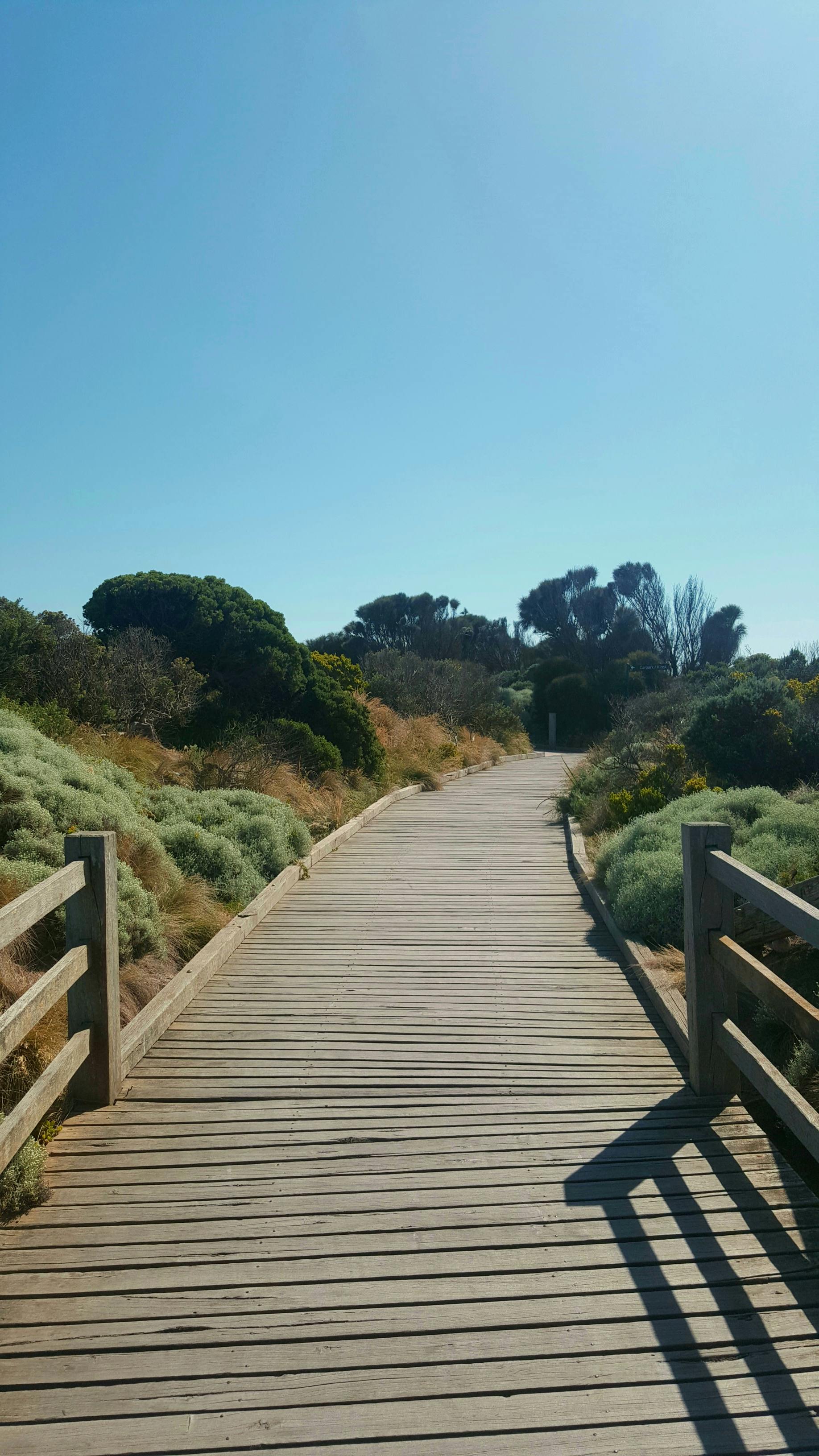 Brown Wooden Footpath in Between Trees · Free Stock Photo