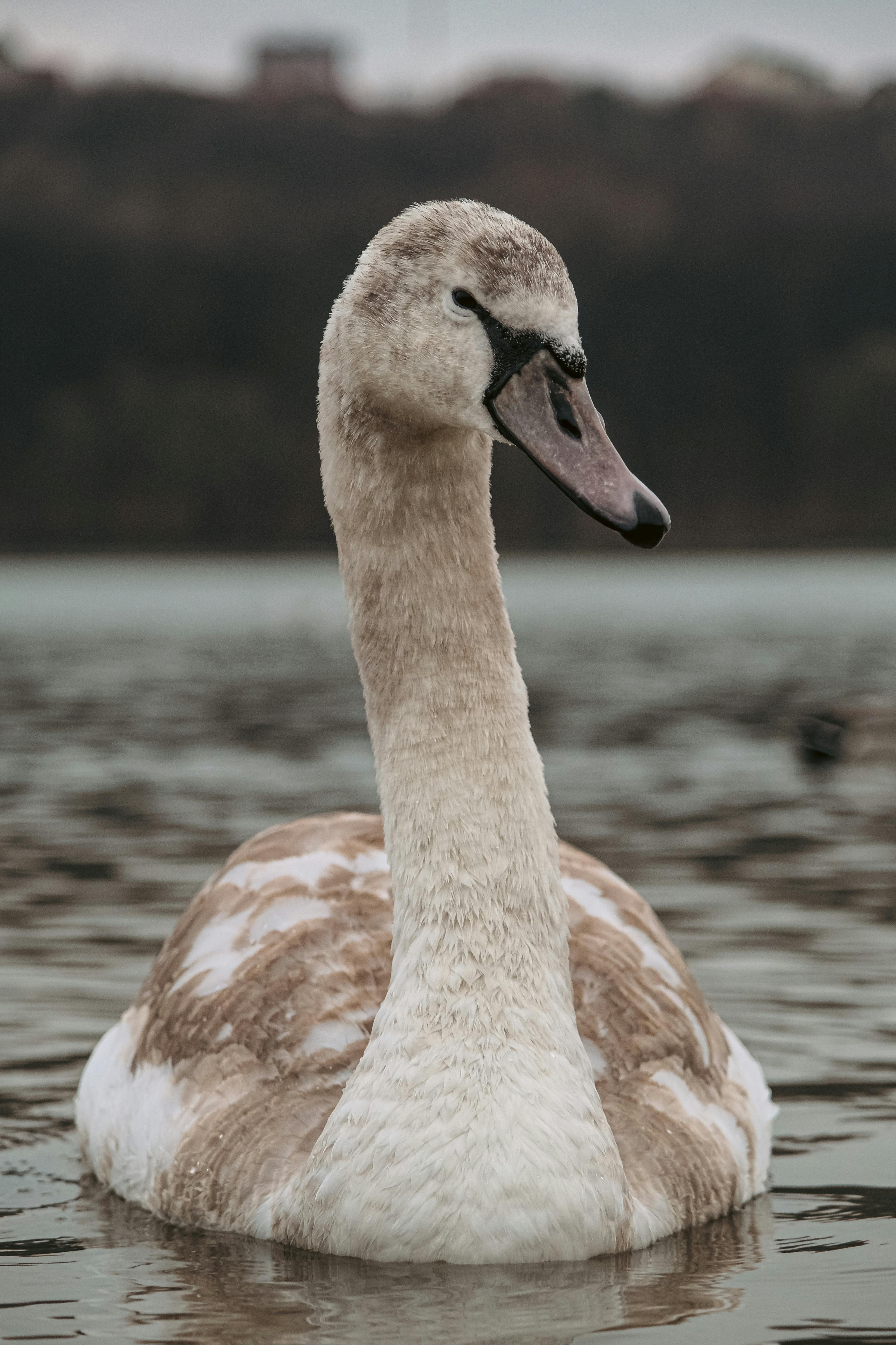 Brown Swan Photos, Download The BEST Free Brown Swan Stock Photos & HD ...