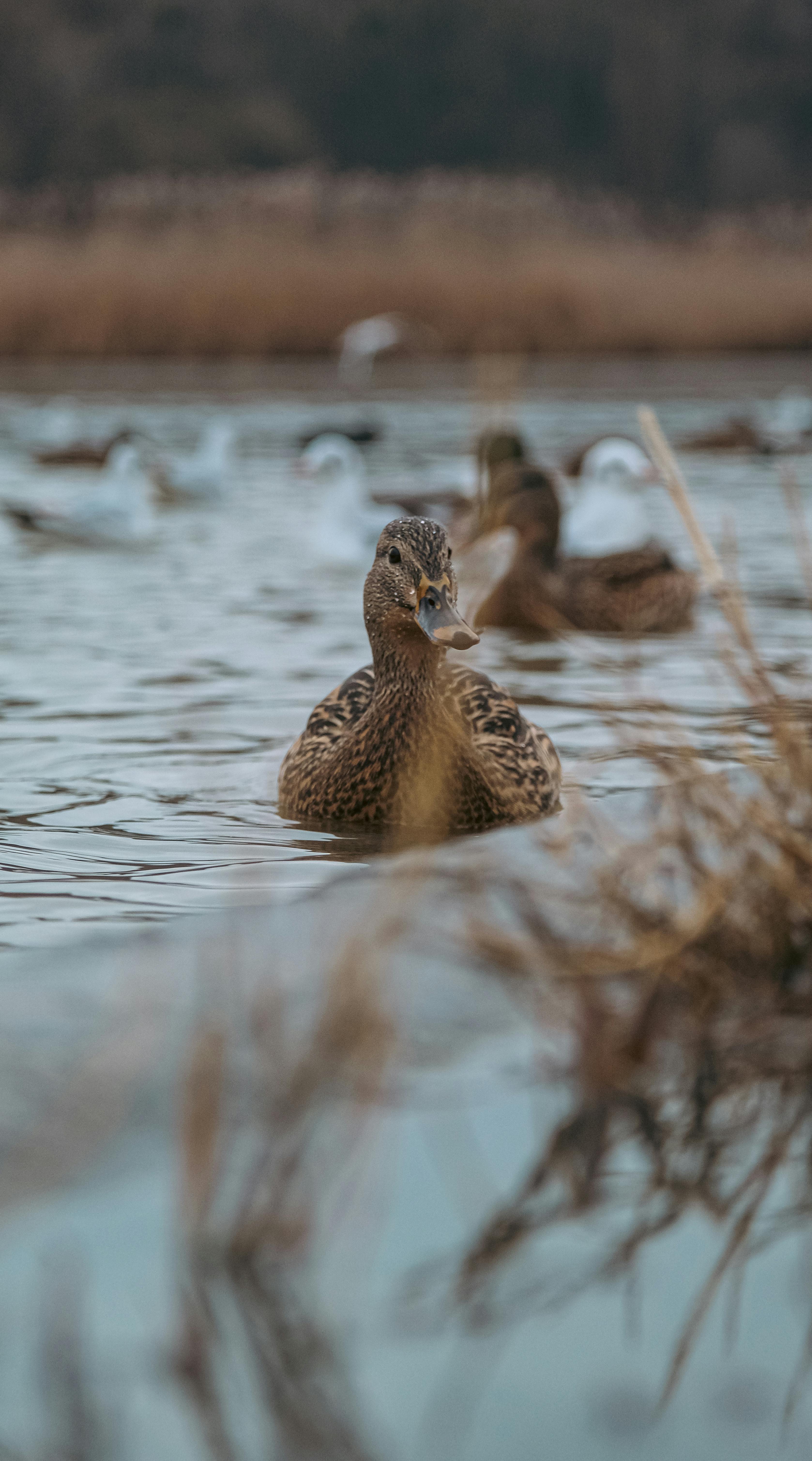 Ducks on River · Free Stock Photo