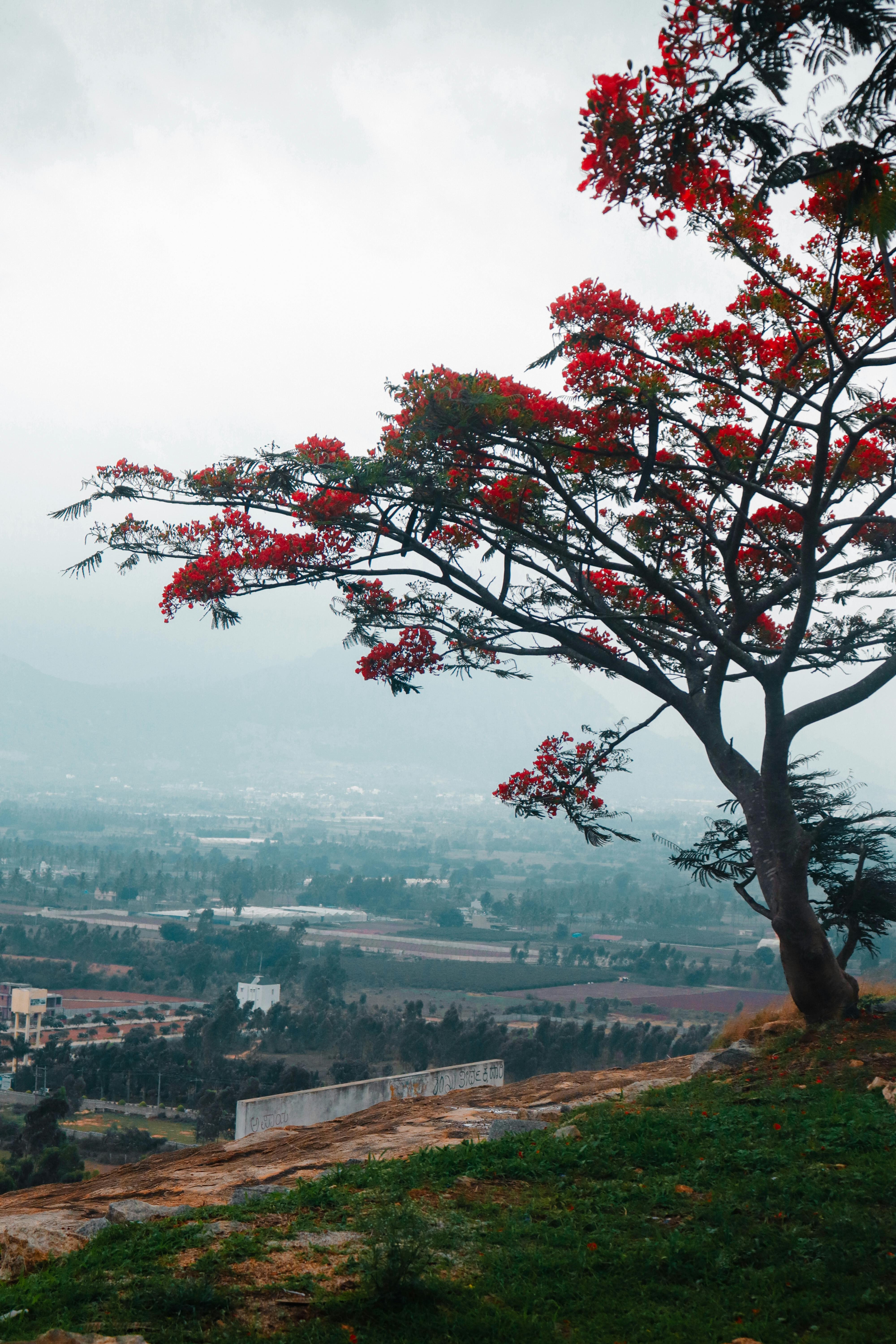 A Flame Tree on a Hill · Free Stock Photo