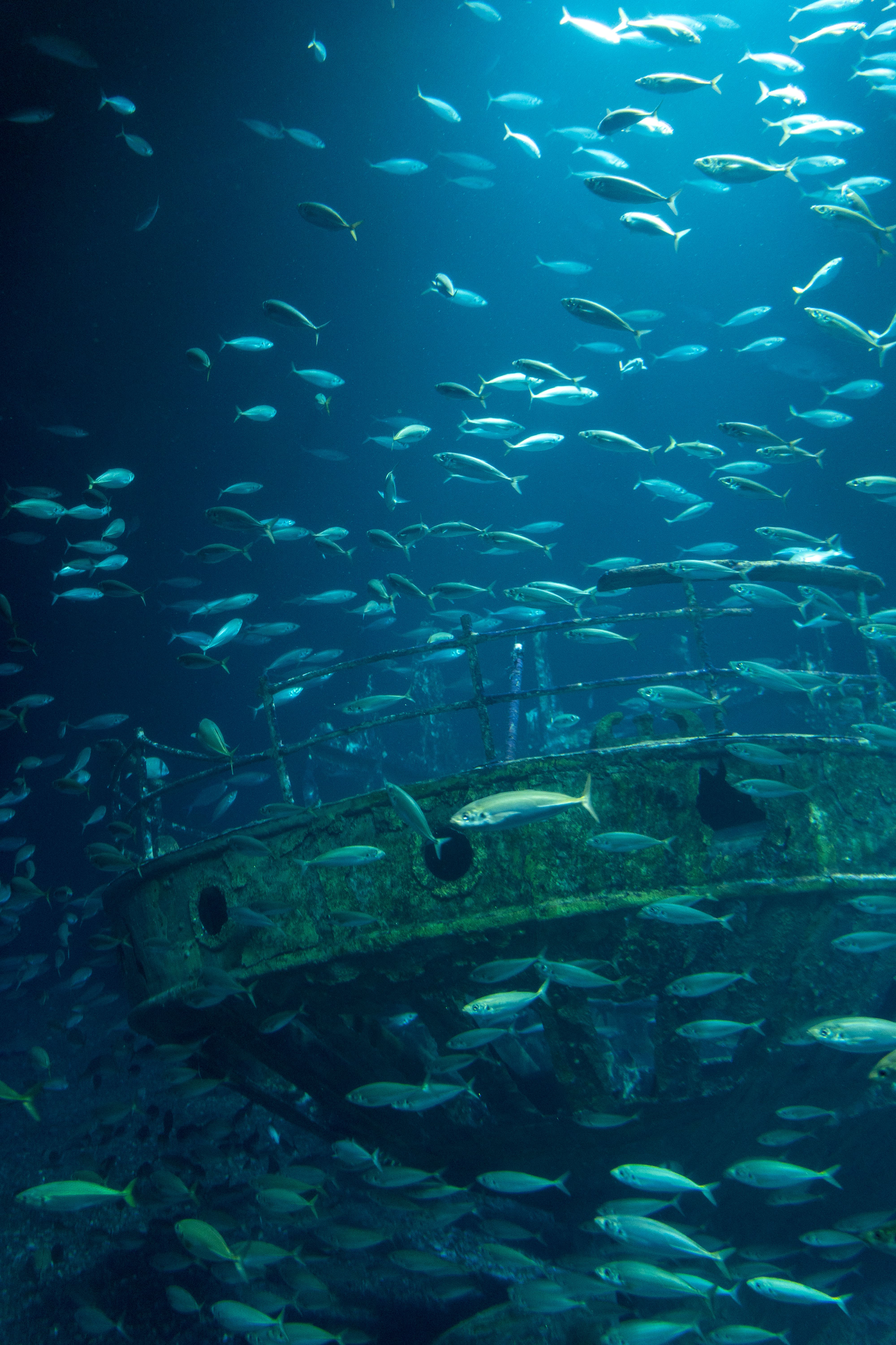 School of Fish Swimming Around a Sunken Boat · Free Stock Photo