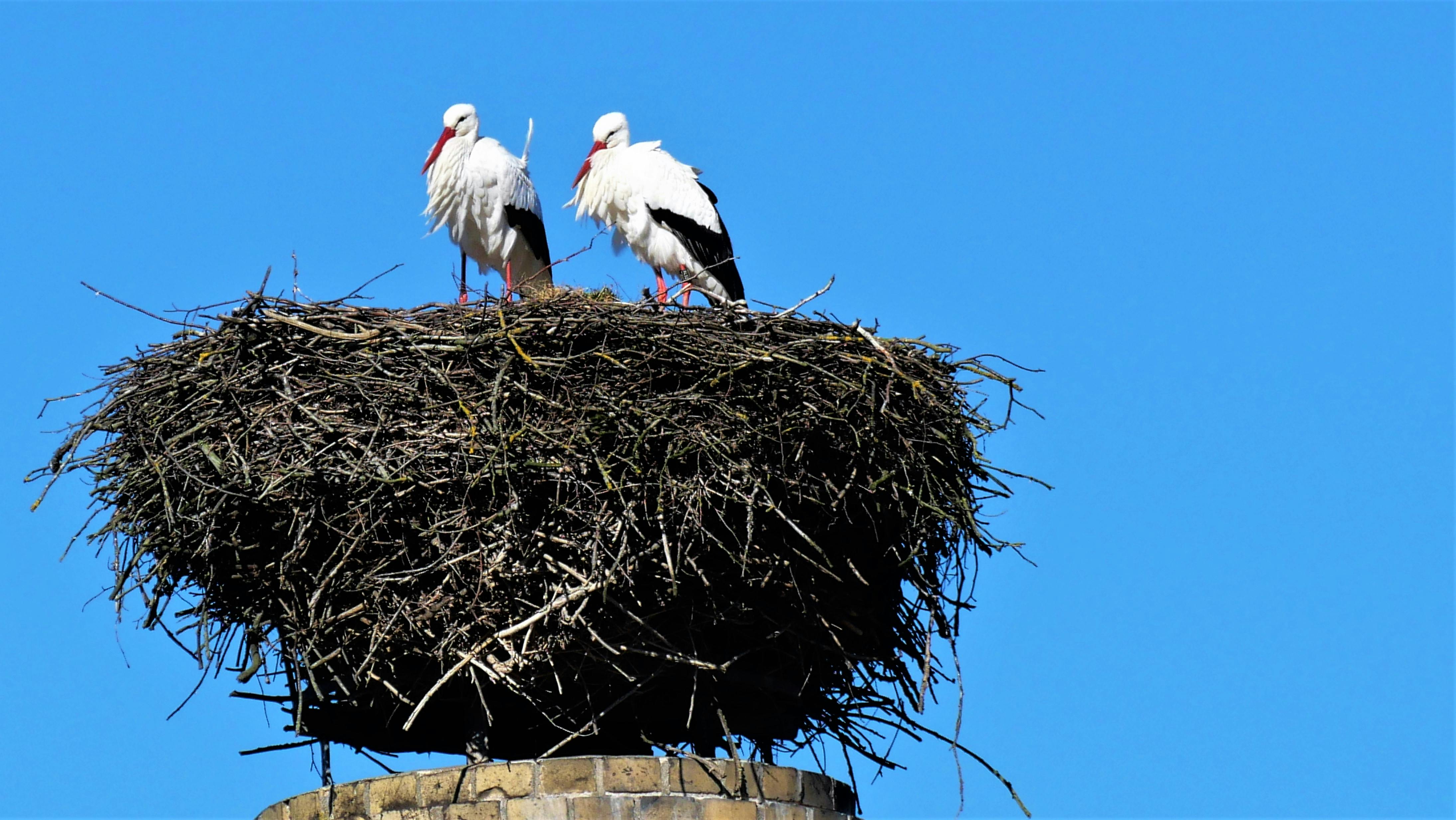Franz Niebauer - 사진