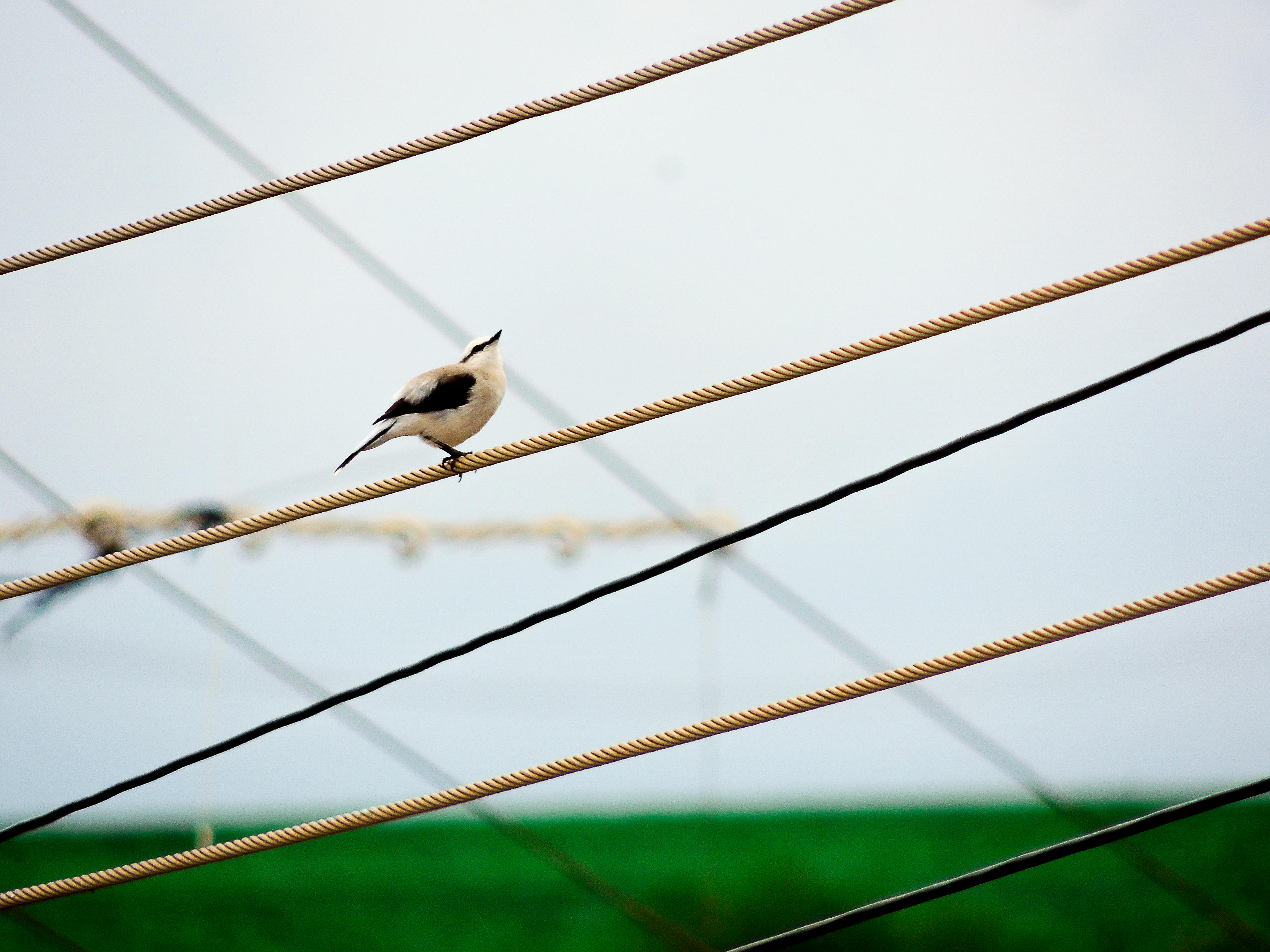 Bird Perching on Wire · Free Stock Photo