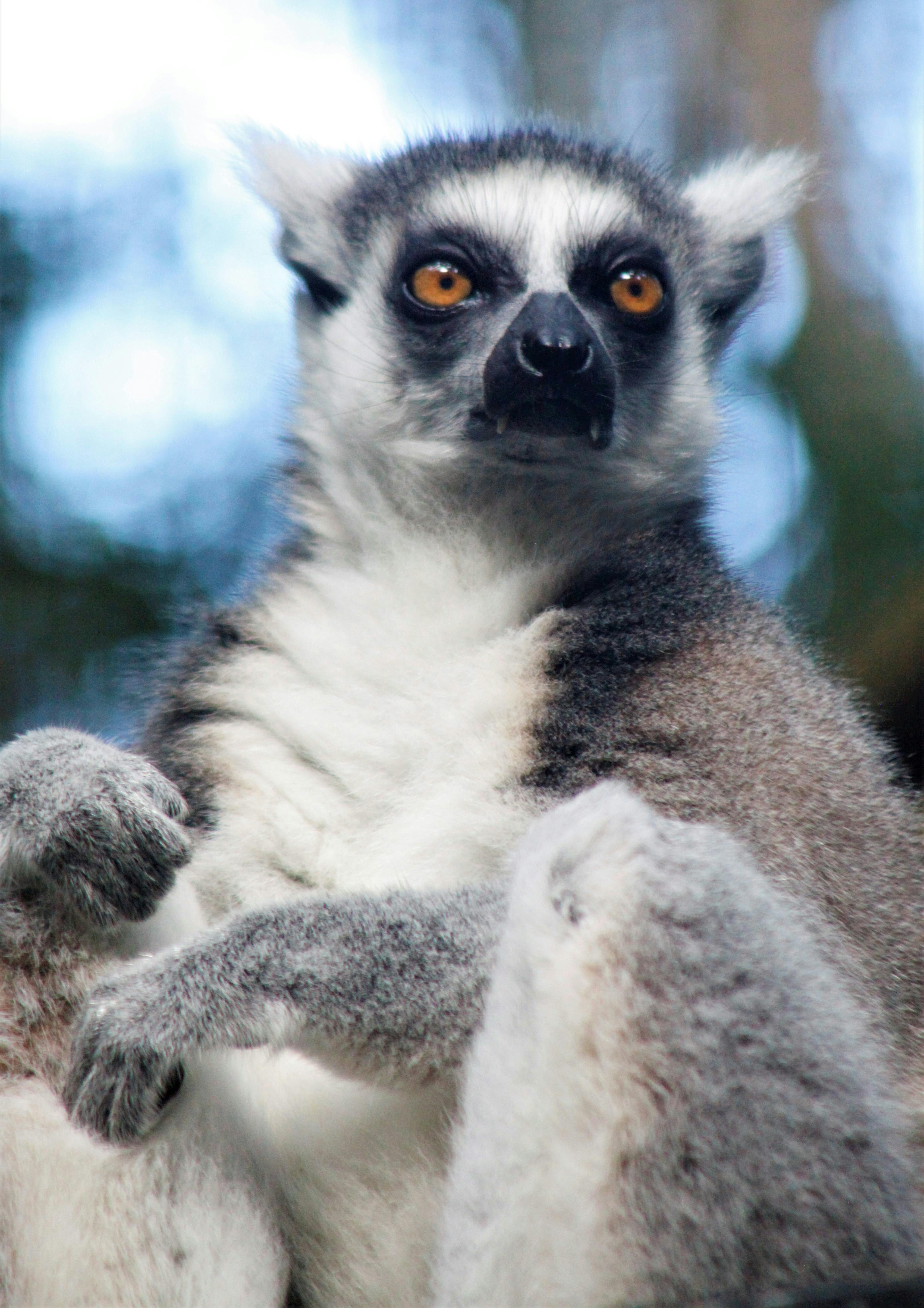 Close-Up Shot of a Lemur · Free Stock Photo