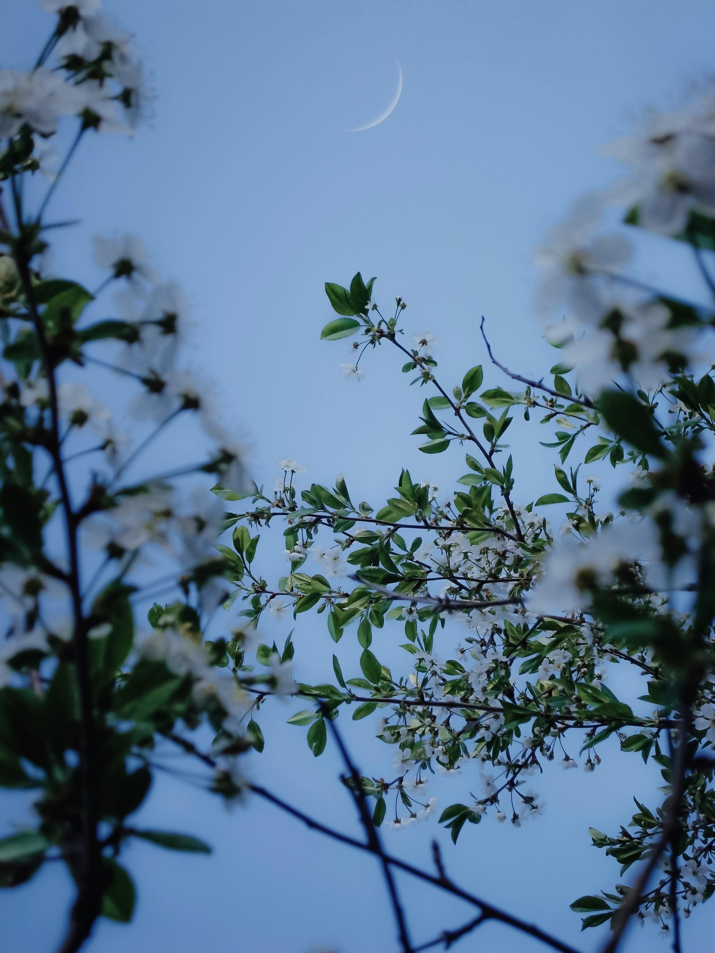 Spring Moon Photos, Download The BEST Free Spring Moon Stock Photos ...