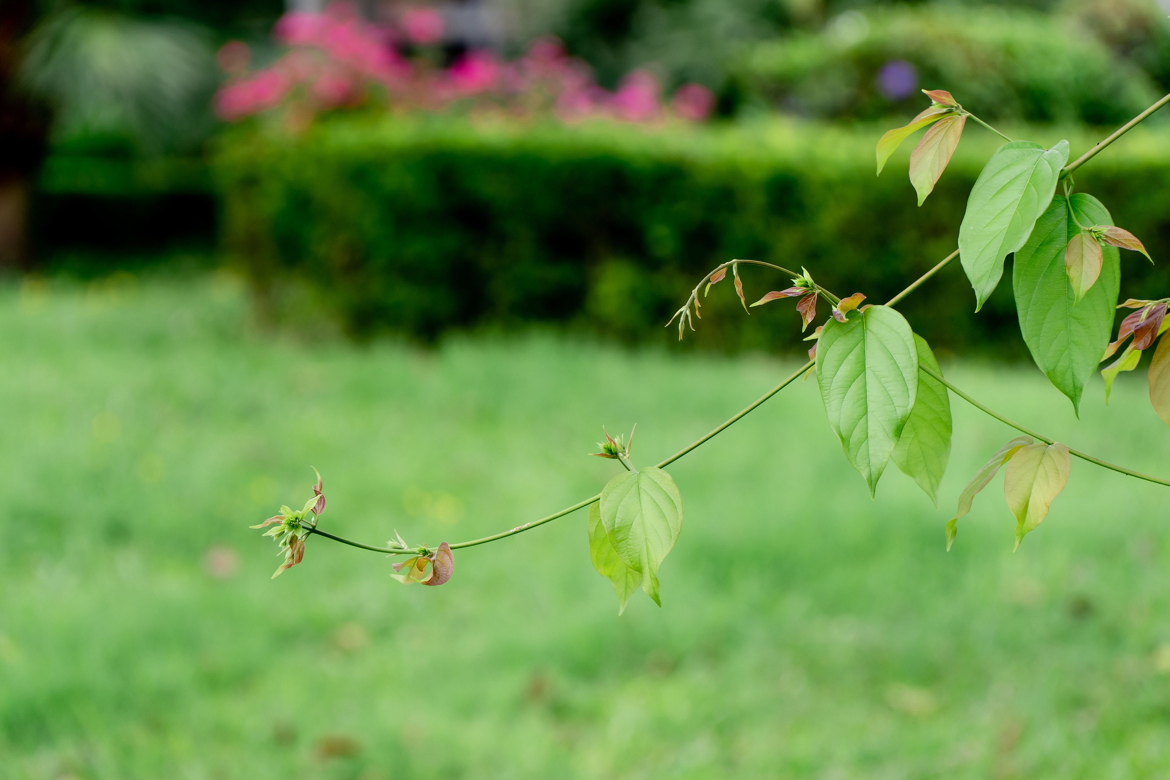 Bush Branch Growing in Garden · Free Stock Photo