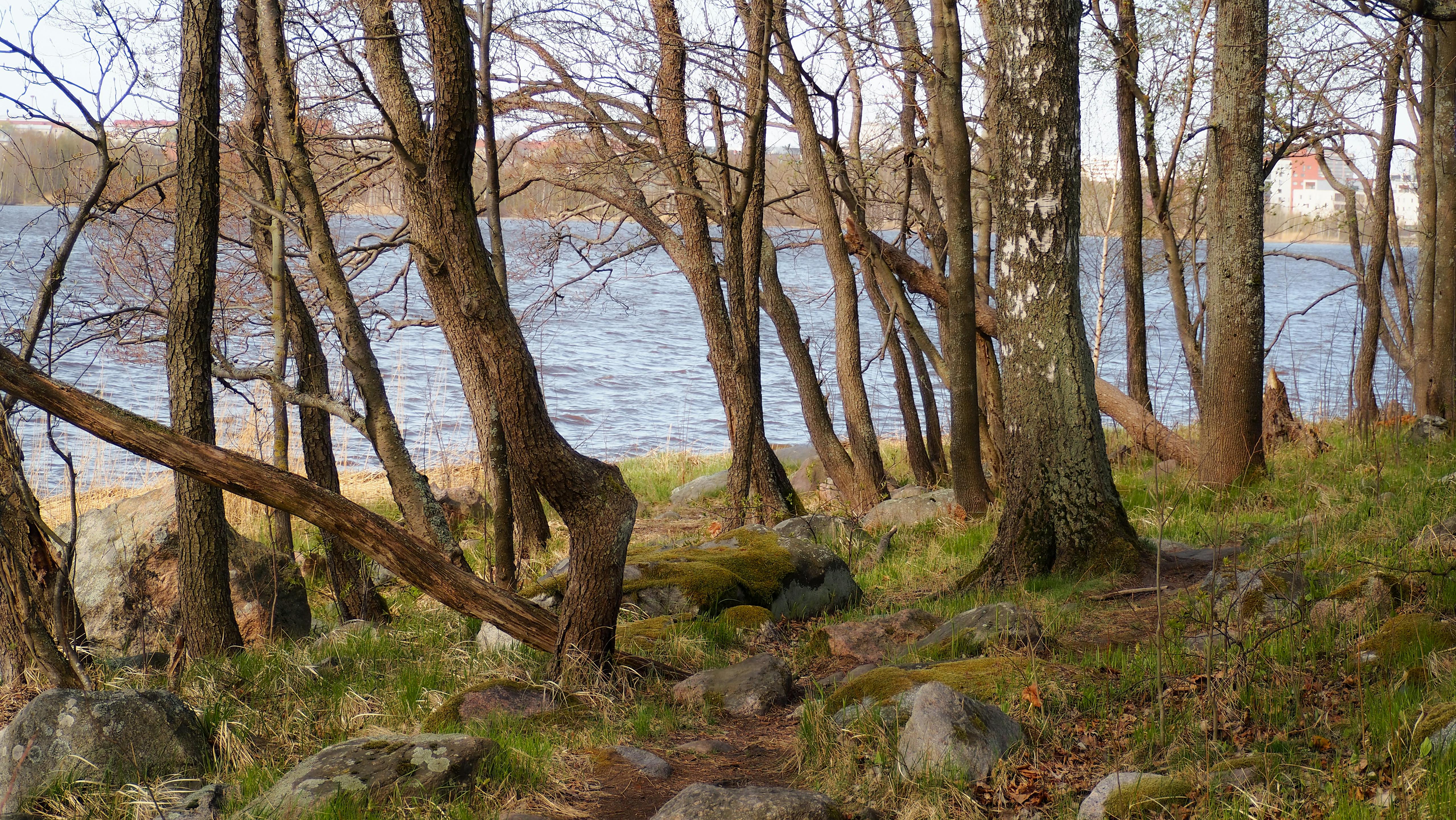 Bare Trees in the Forest near Ocean · Free Stock Photo