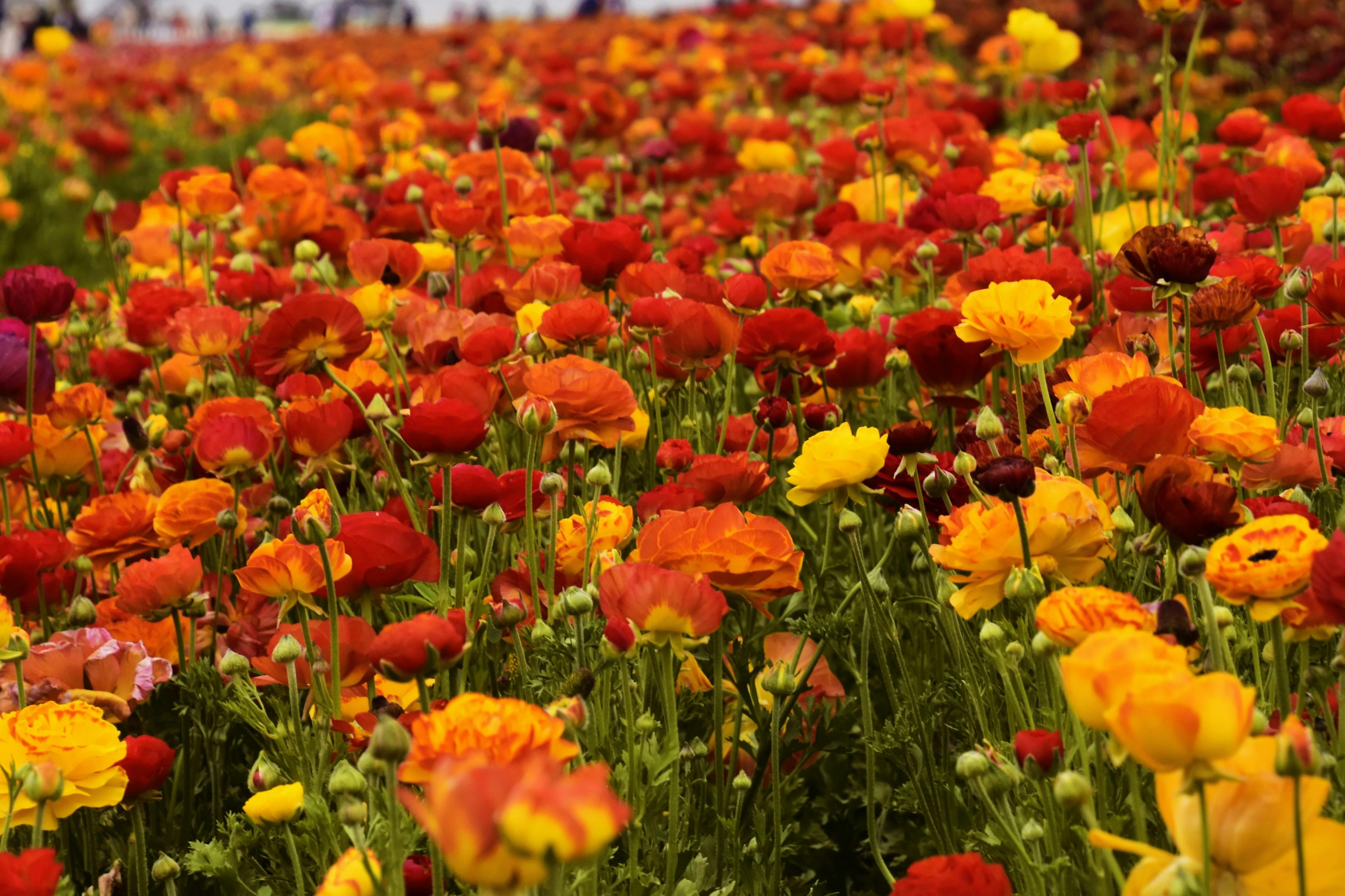 Close-Up Shot of Blooming Flowers · Free Stock Photo
