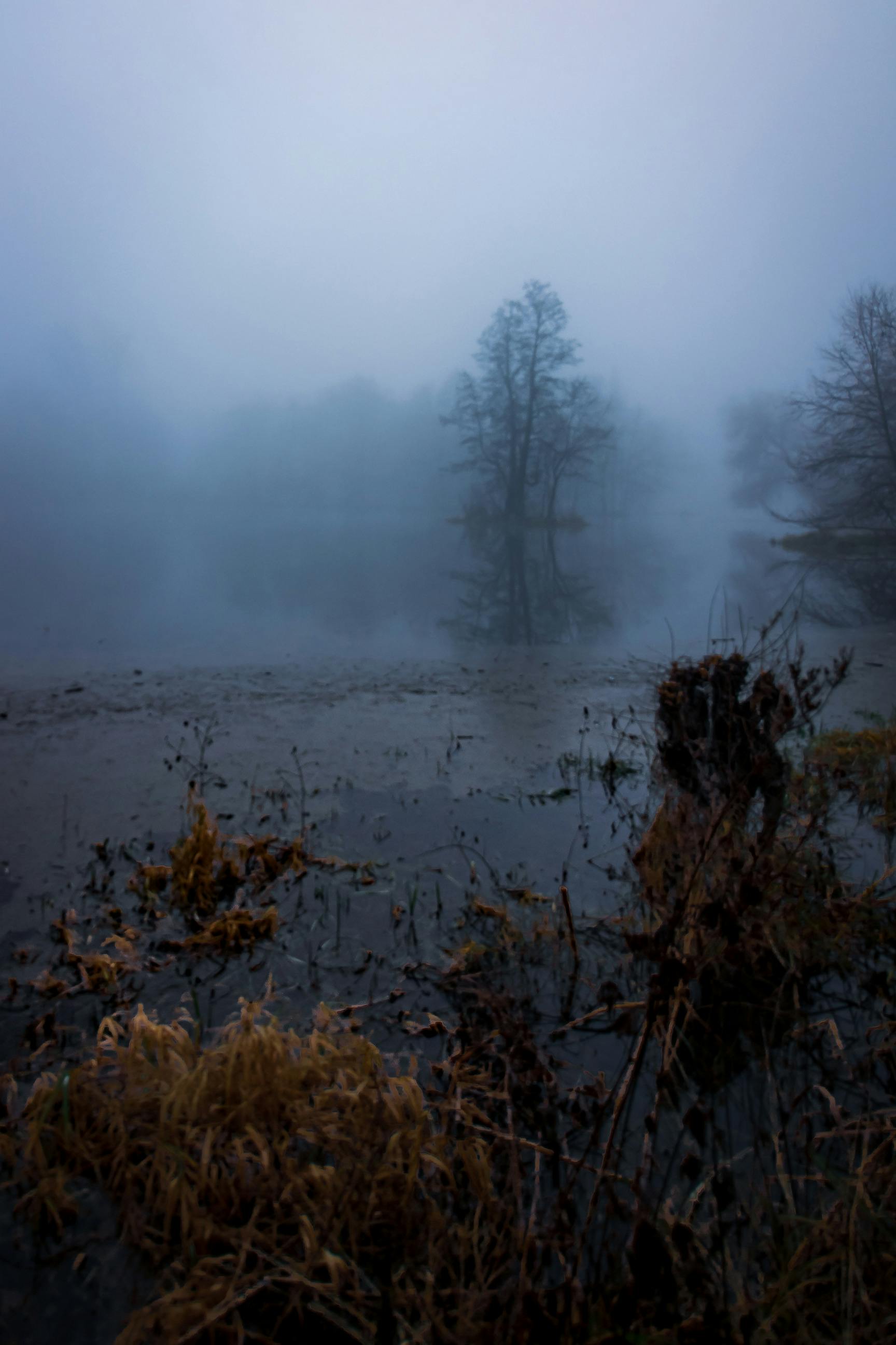 Trees Surrounded by Water during Foggy Day · Free Stock Photo