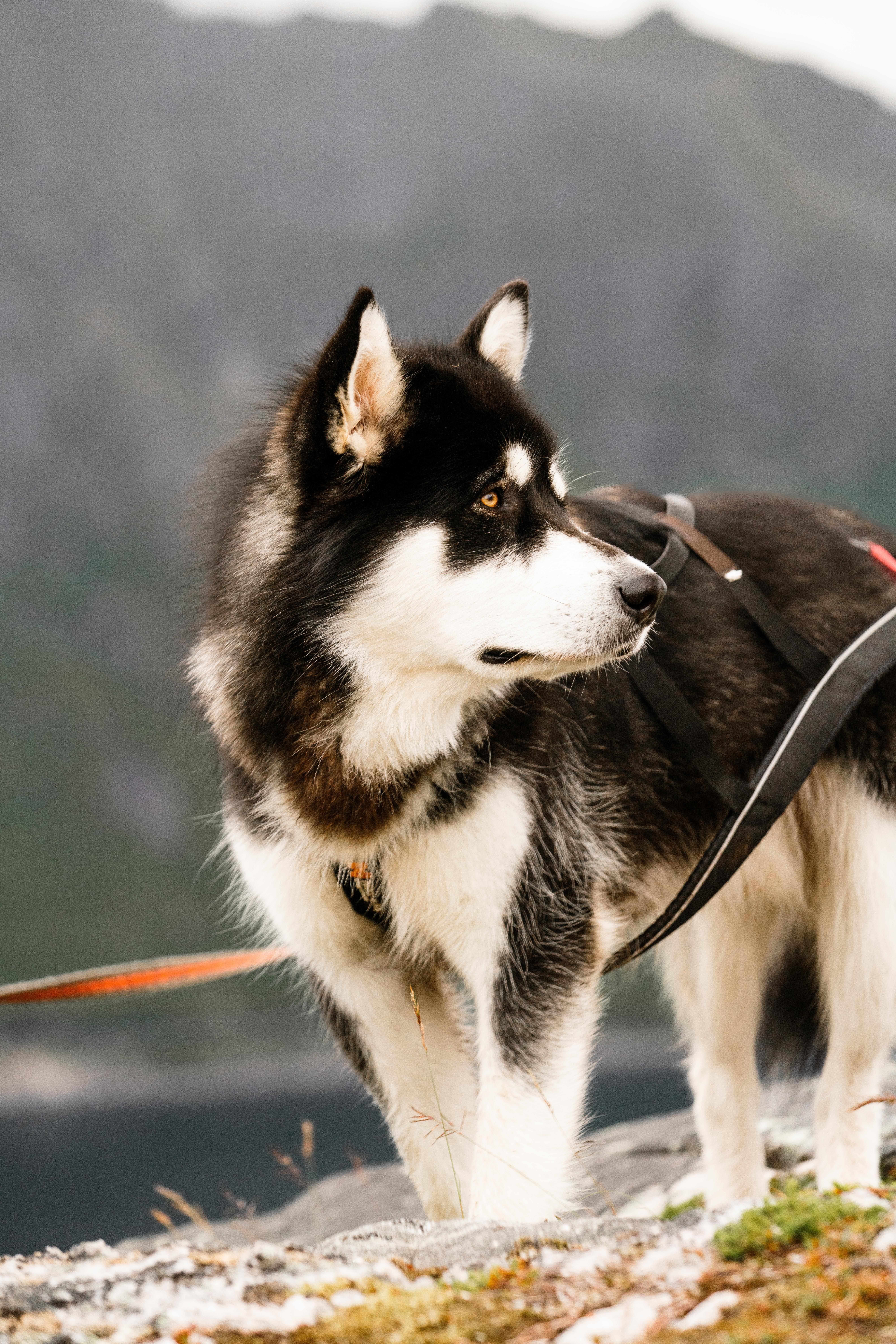 Close-Up Shot of Husky Puppy · Free Stock Photo