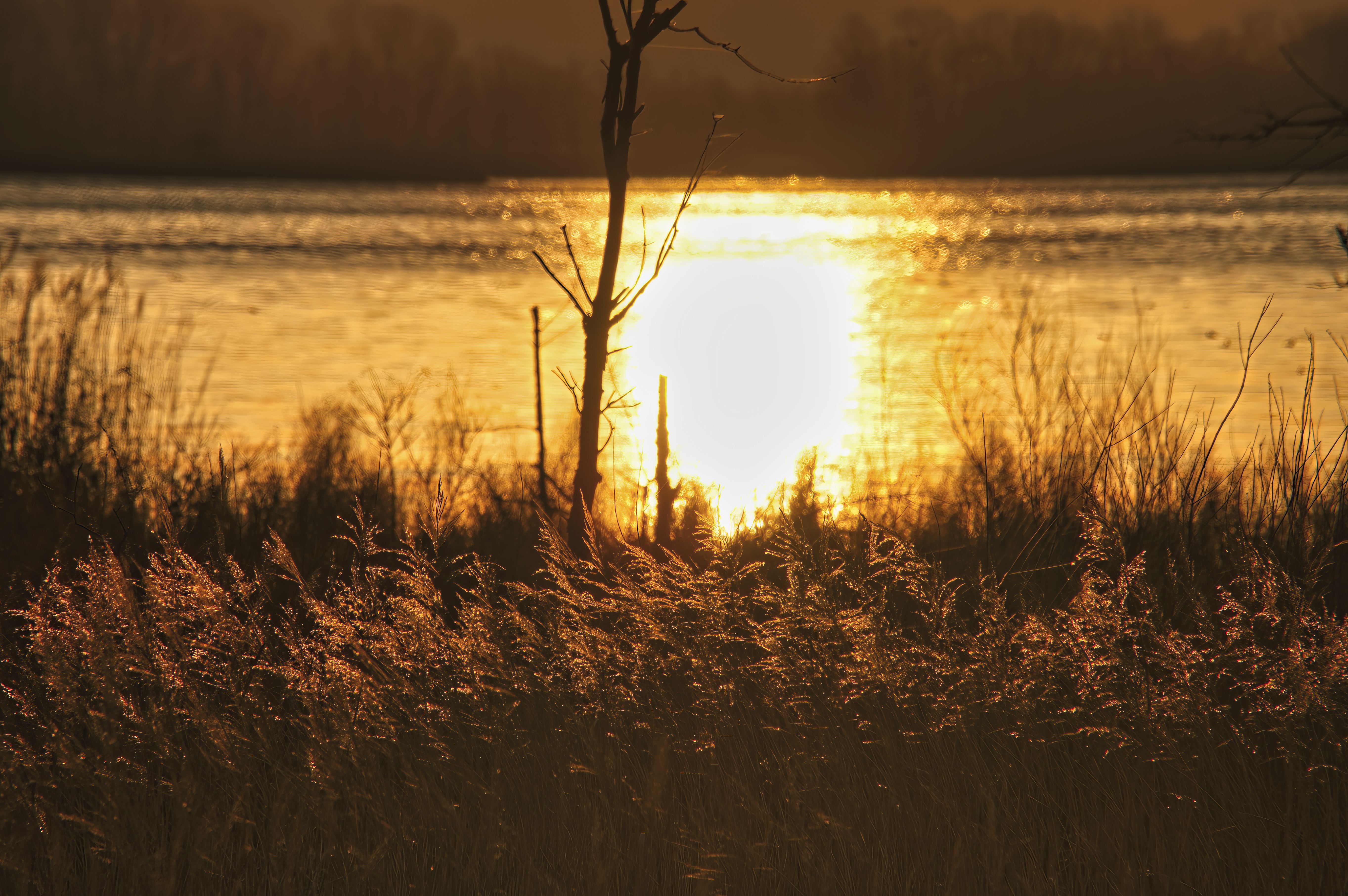 Brown Grass near lake during Sunset · Free Stock Photo
