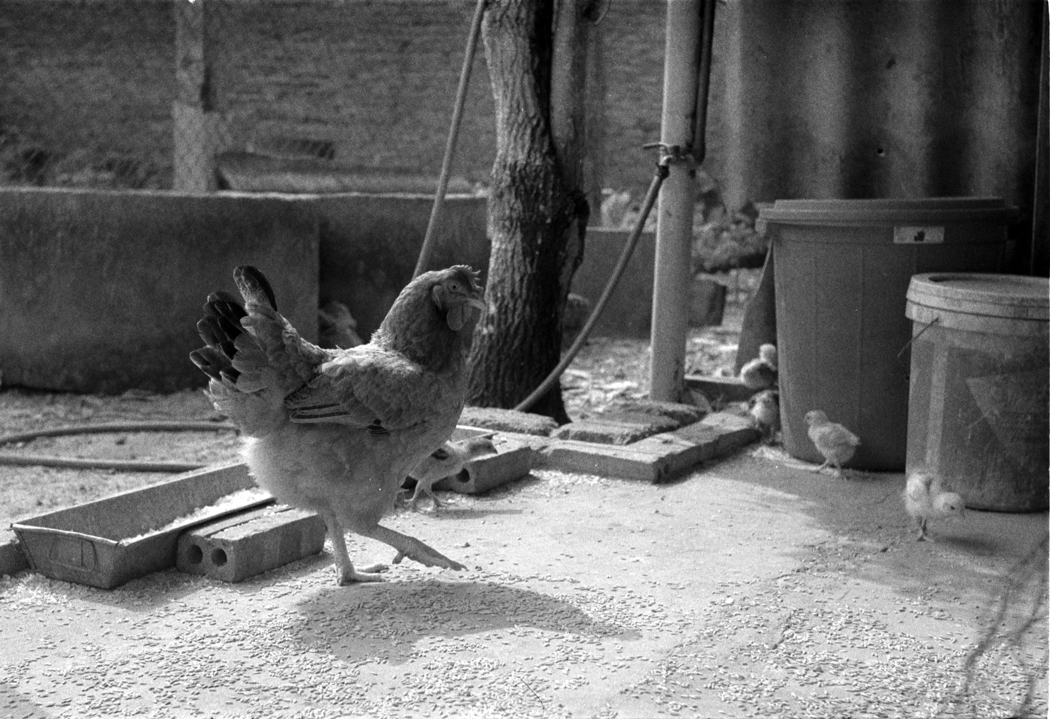 Grayscale Photo of a Chicken · Free Stock Photo