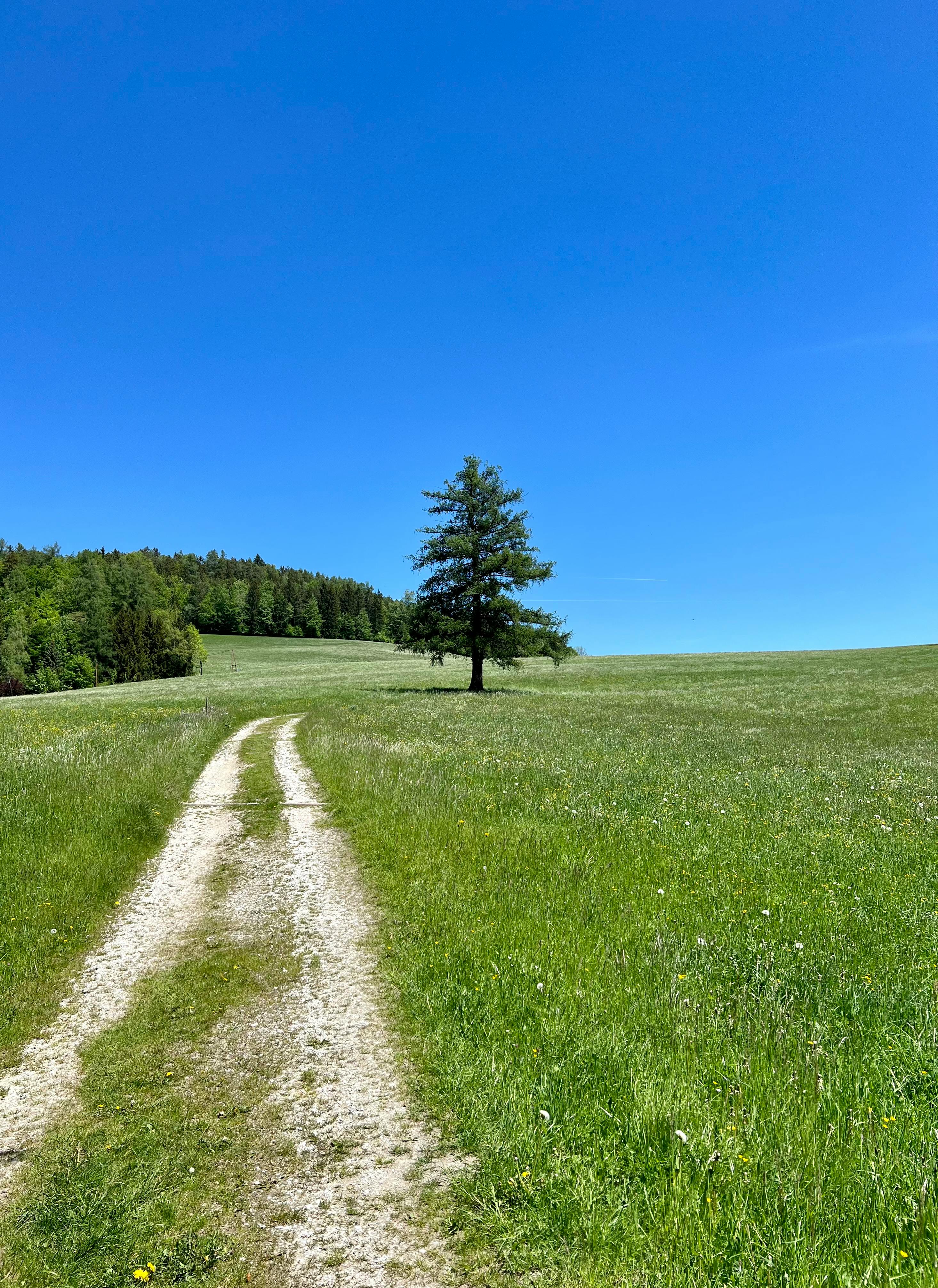 Off Road in the Grass Field · Free Stock Photo