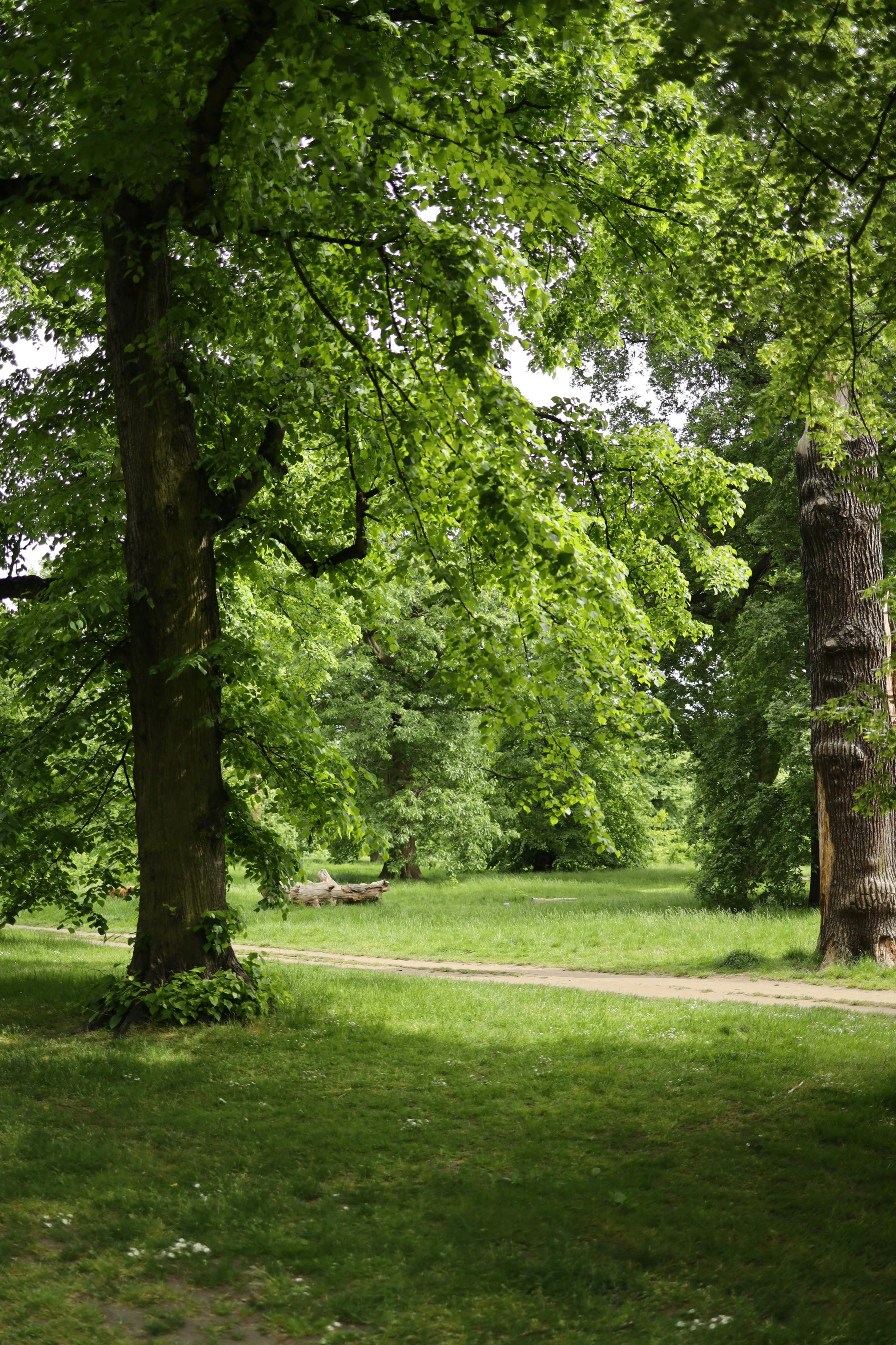 Green Grass Field With Trees · Free Stock Photo