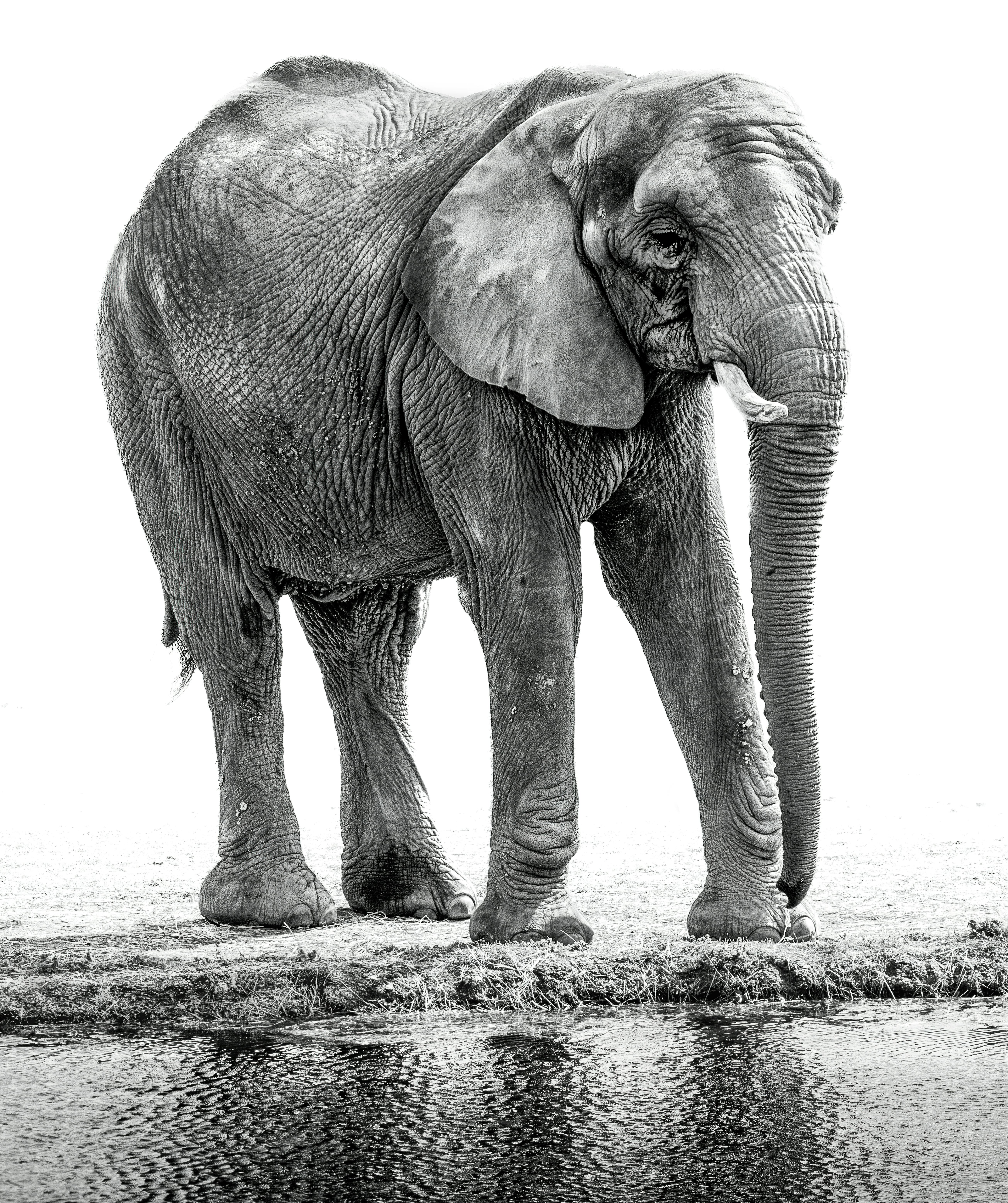 Grayscale Photography of Elephant on Grass Near Water · Free Stock Photo