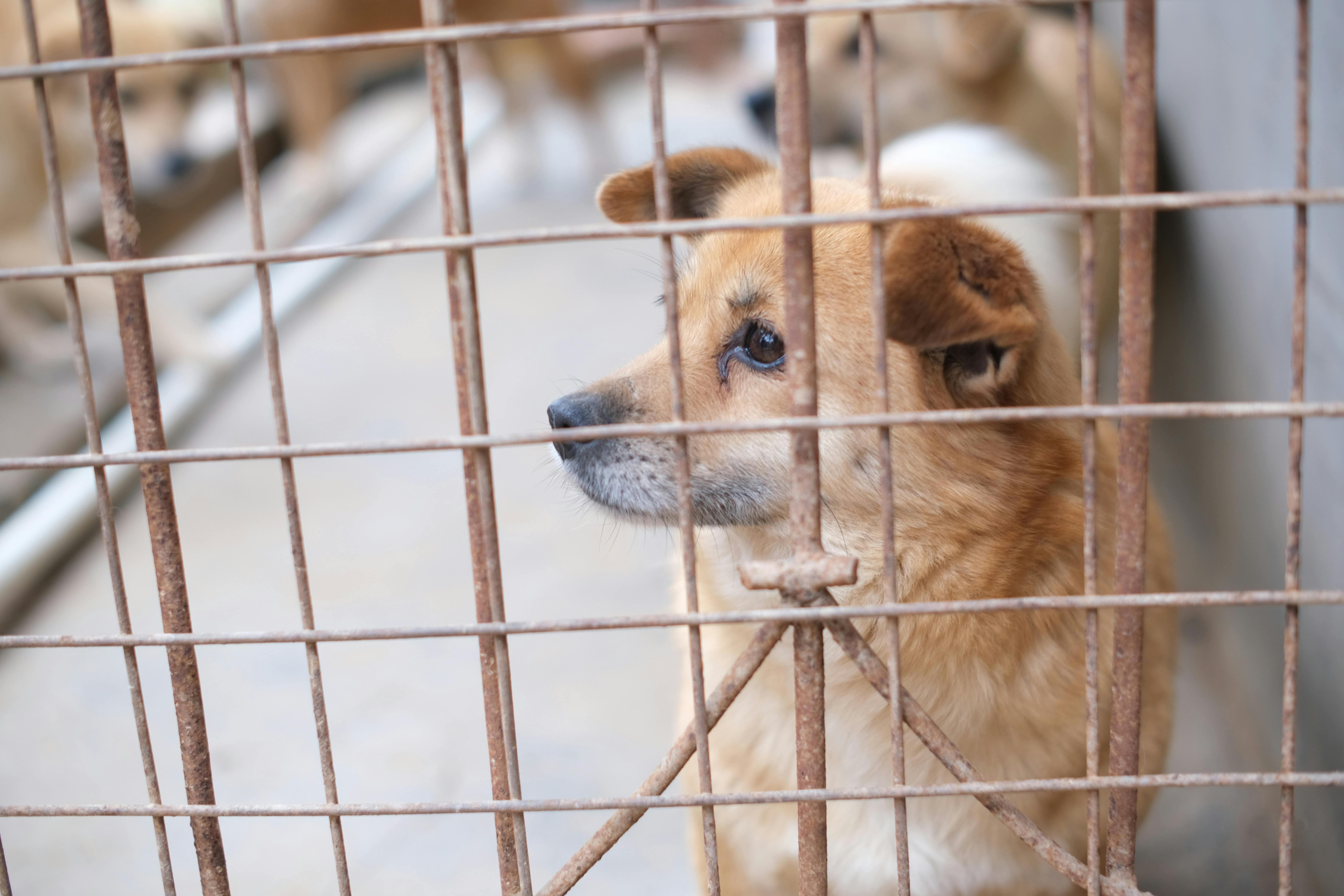Dog Beside Chain Link Wall · Free Stock Photo