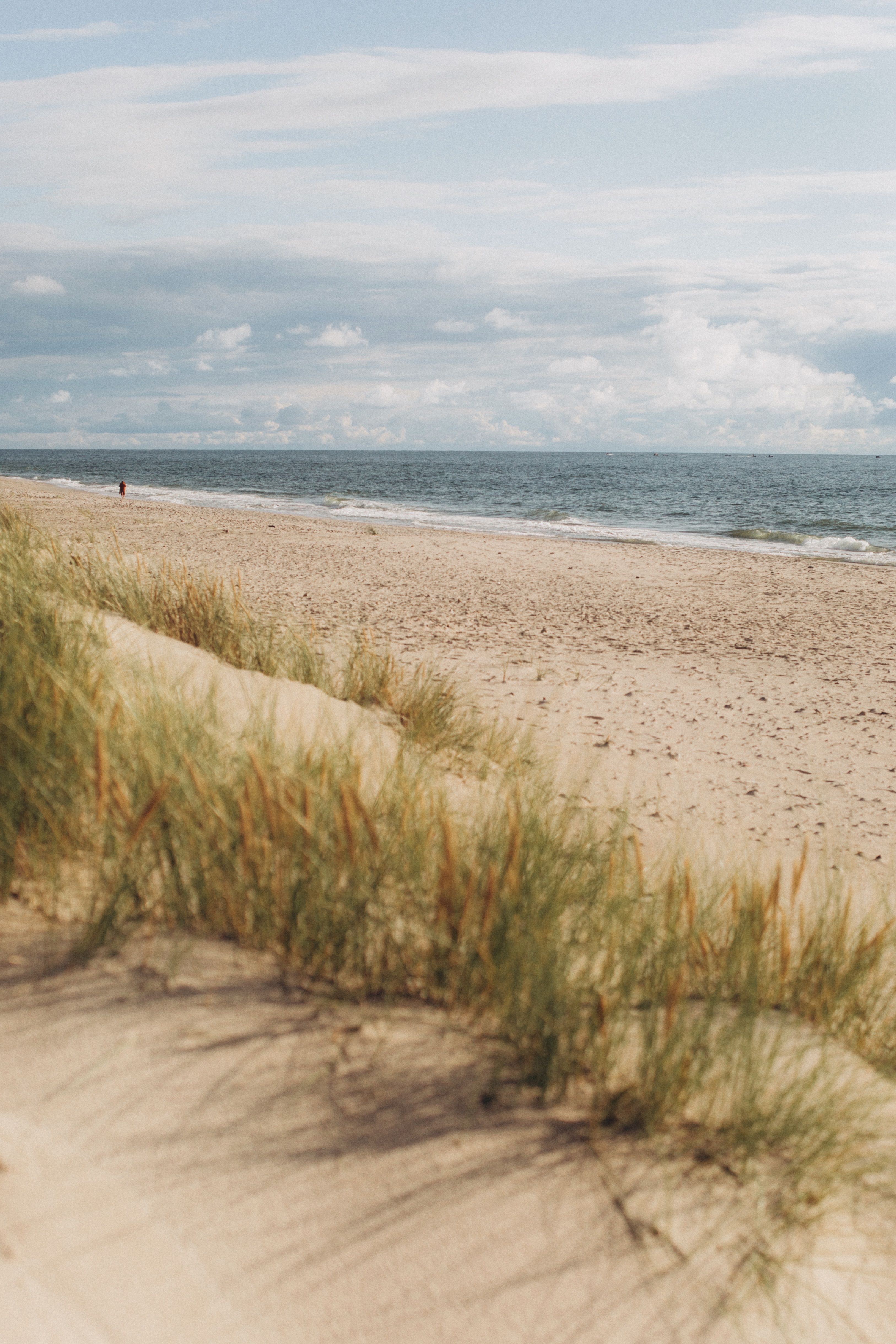 Grass on Sand on Seashore · Free Stock Photo
