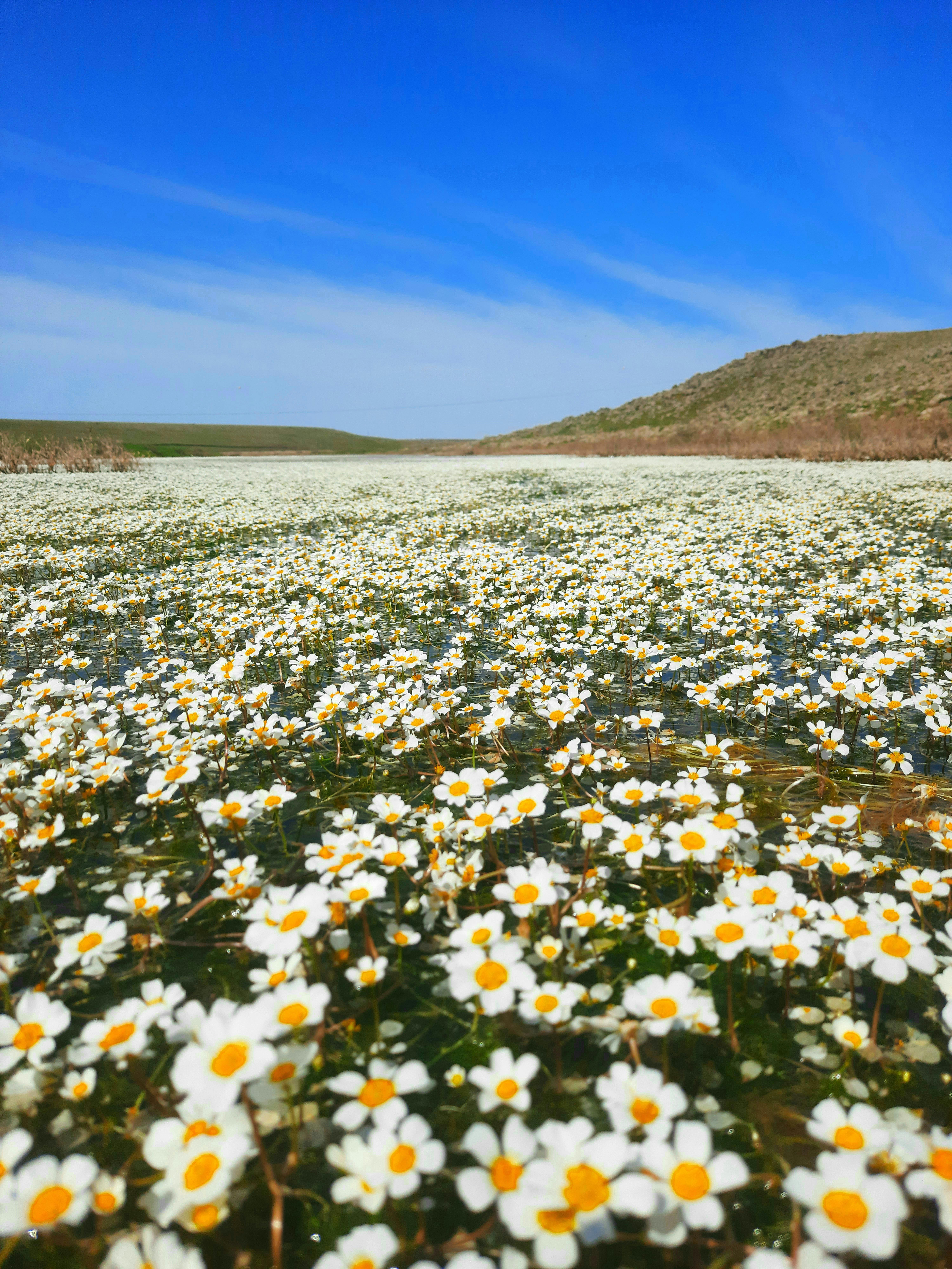 Flower Field on the Valley · Free Stock Photo