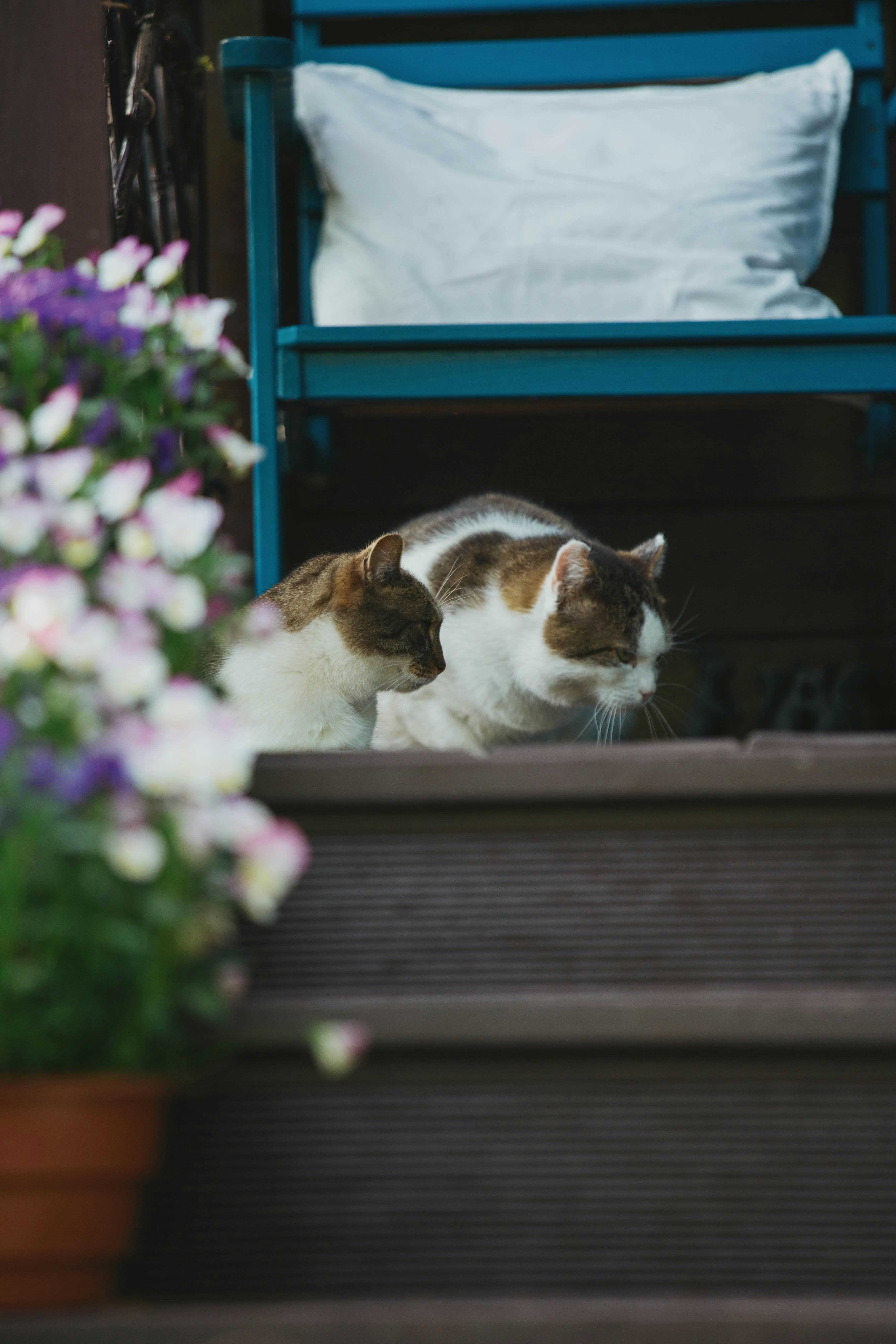 Photo of Cats on Stairs · Free Stock Photo