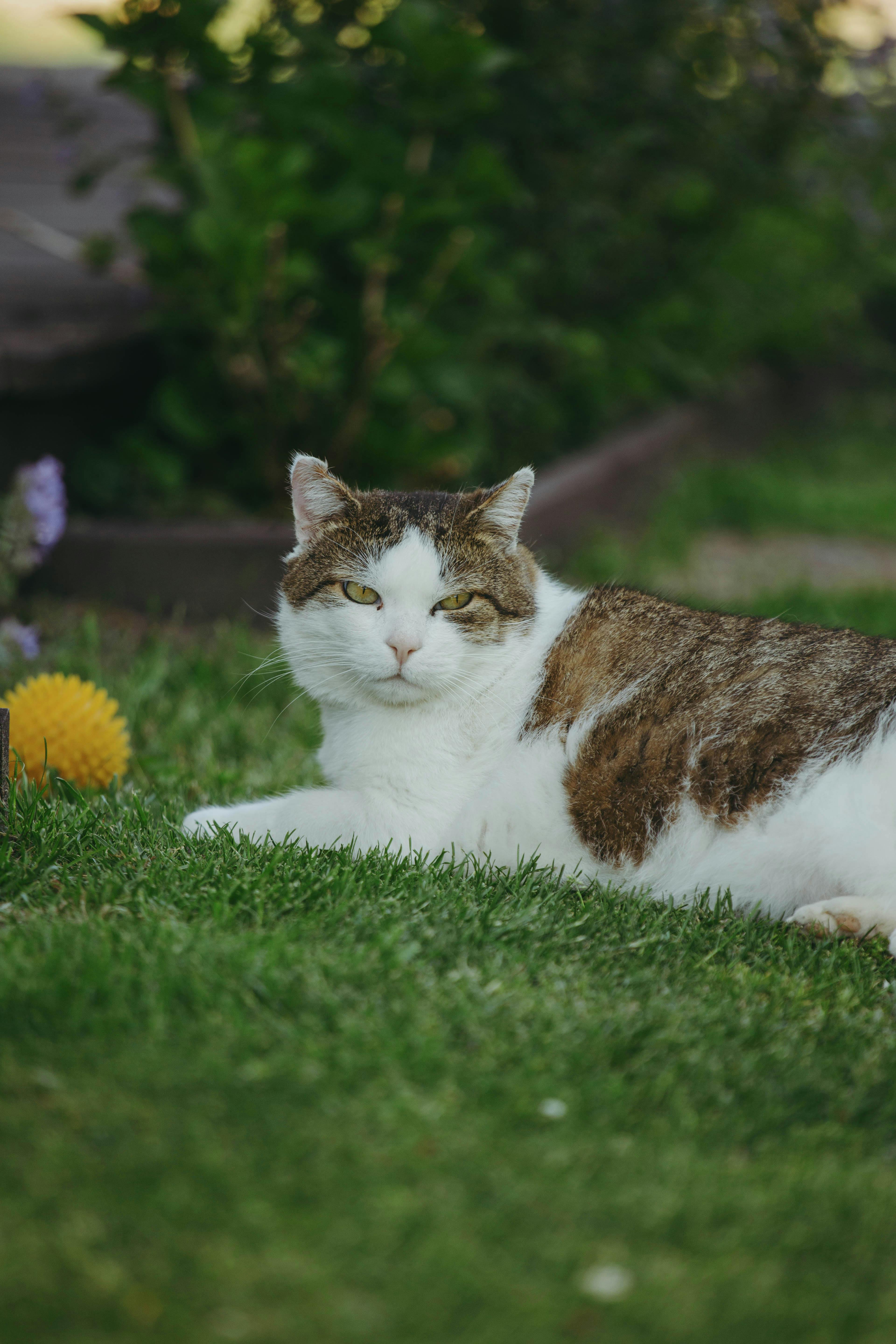 Pakistan Cat Photos, Download Free Pakistan Cat Stock Photos & HD Images