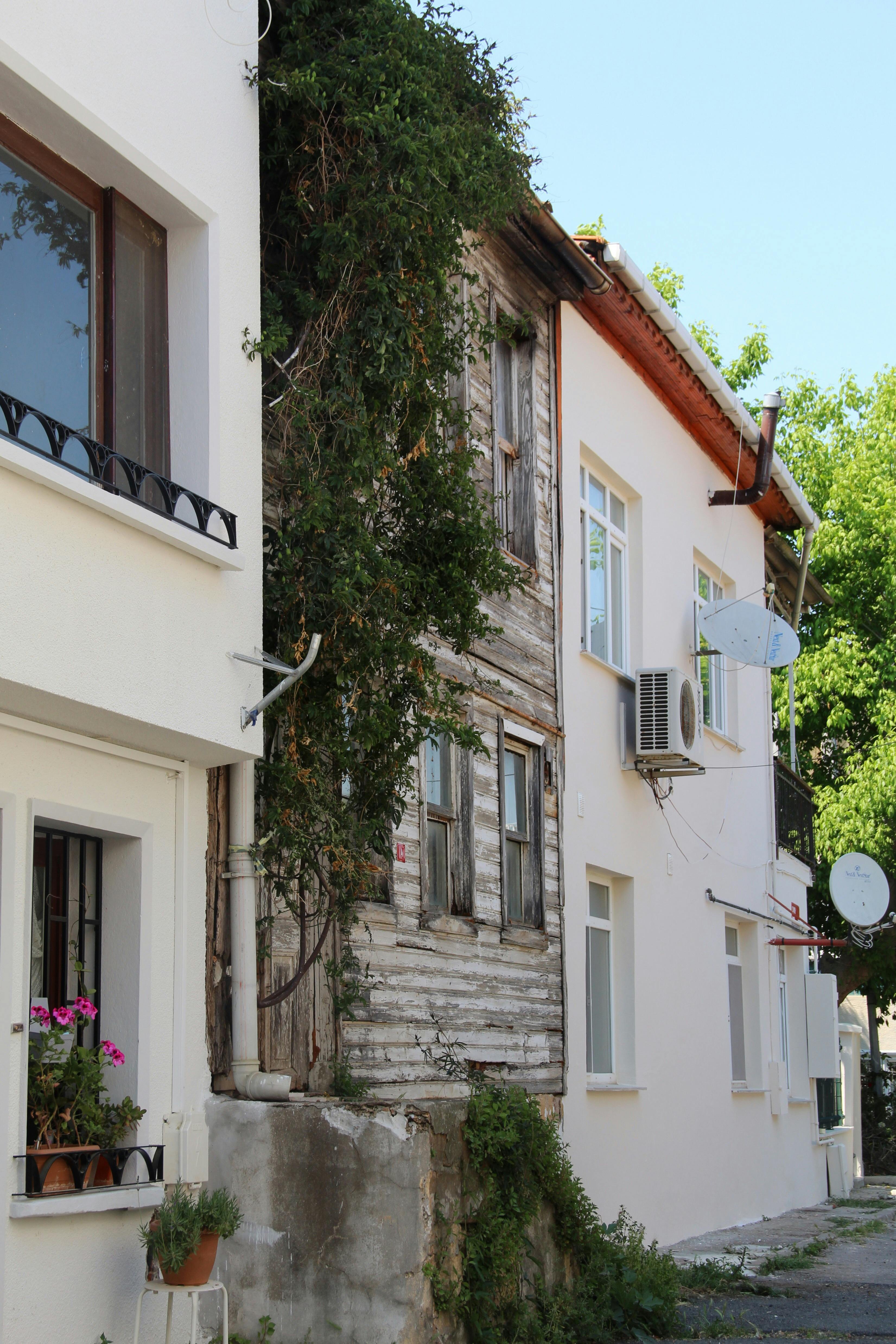 Vines on a House · Free Stock Photo