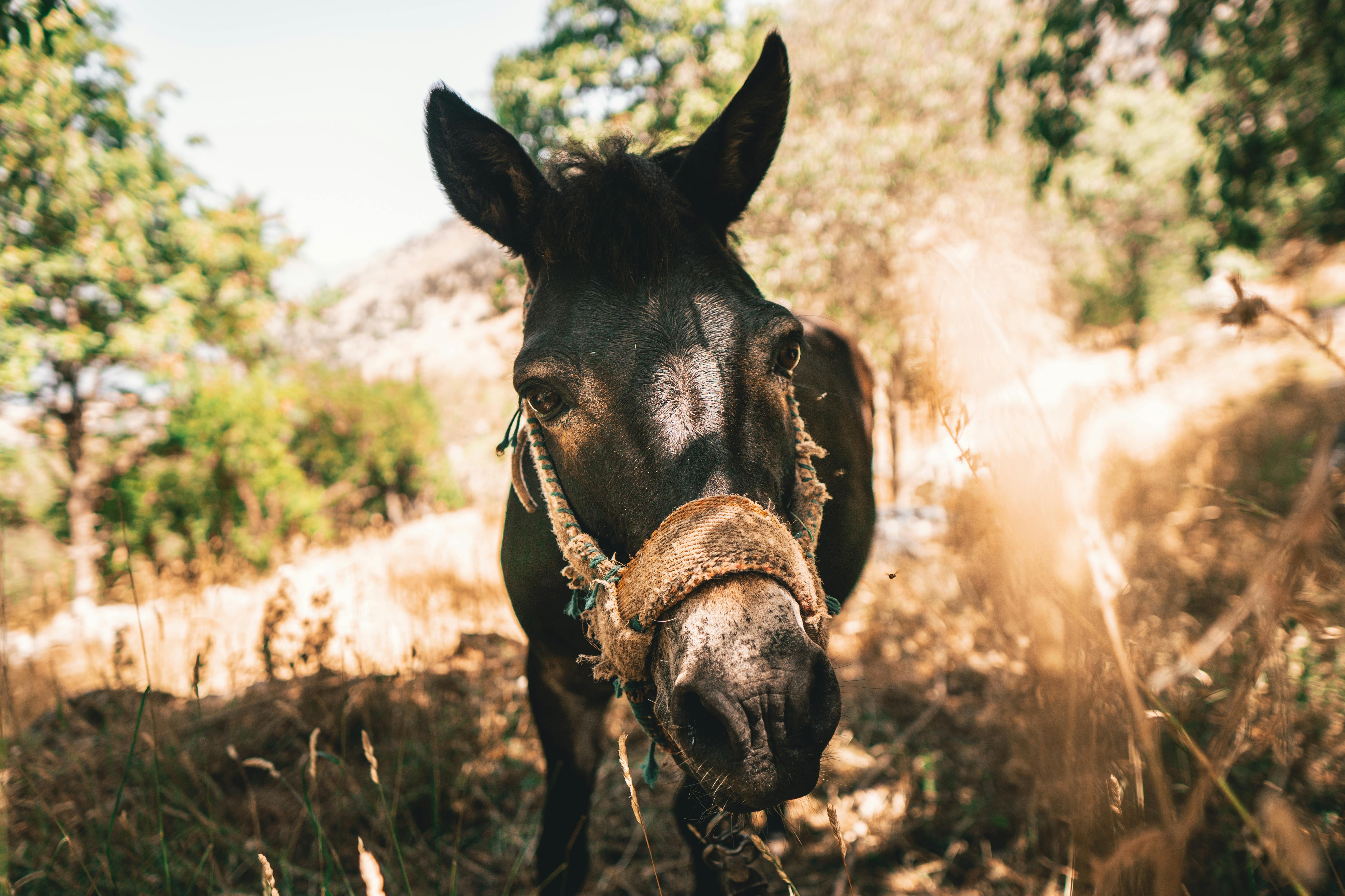 A Donkey on Grass Field · Free Stock Photo