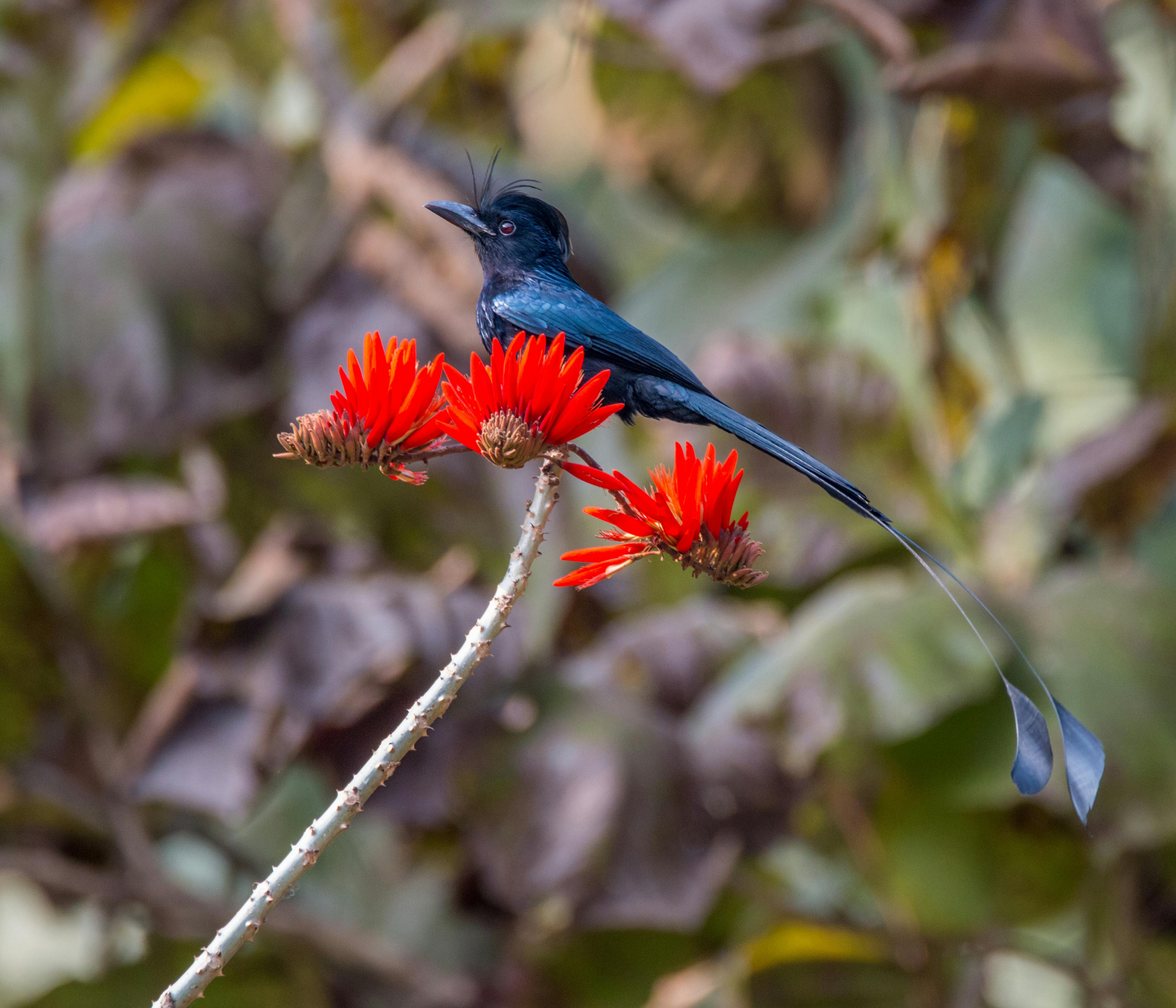 Blue Bird with Long Tail Perched on a Branch · Free Stock Photo