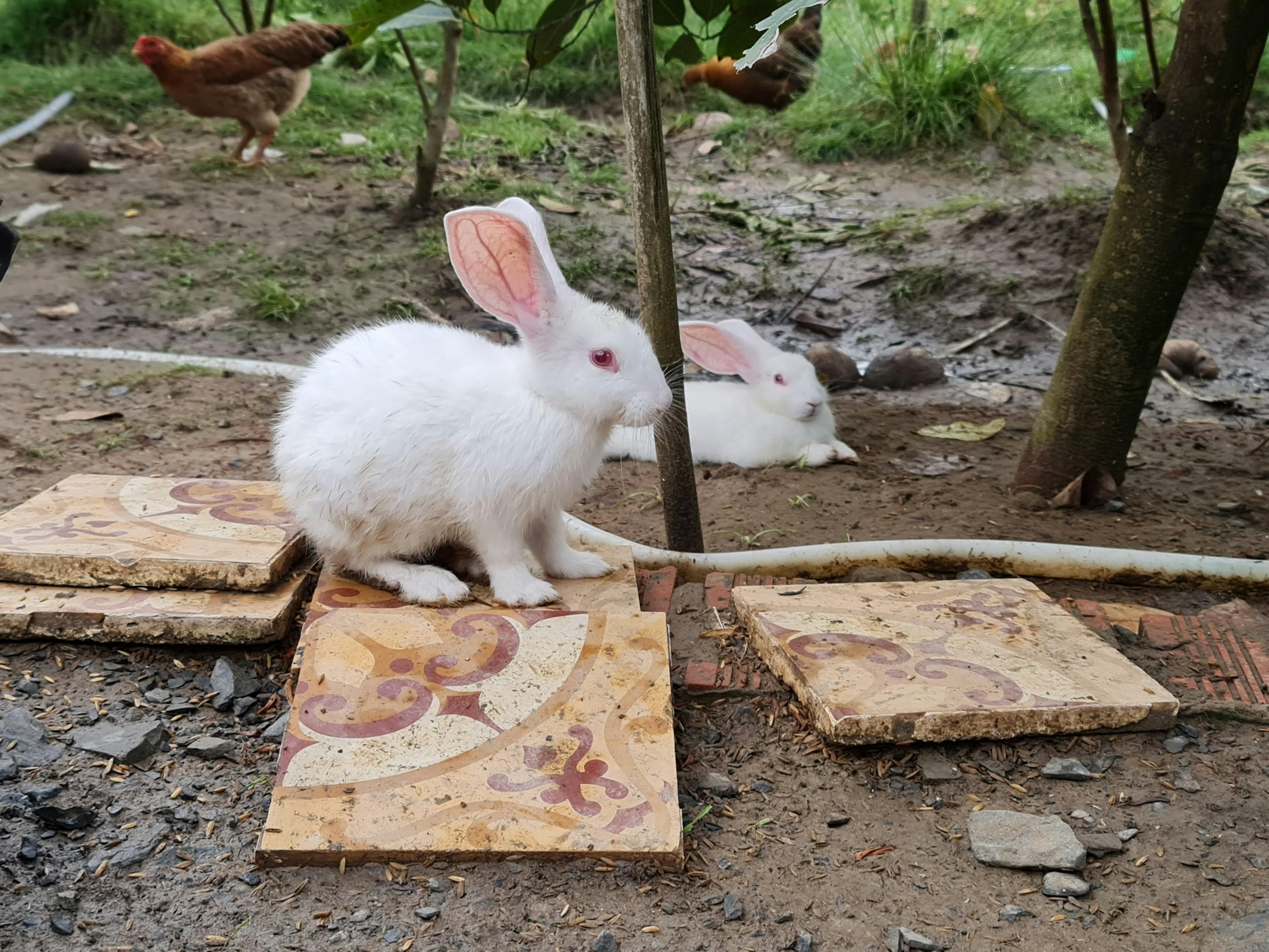 White Rabbit on a Tile · Free Stock Photo