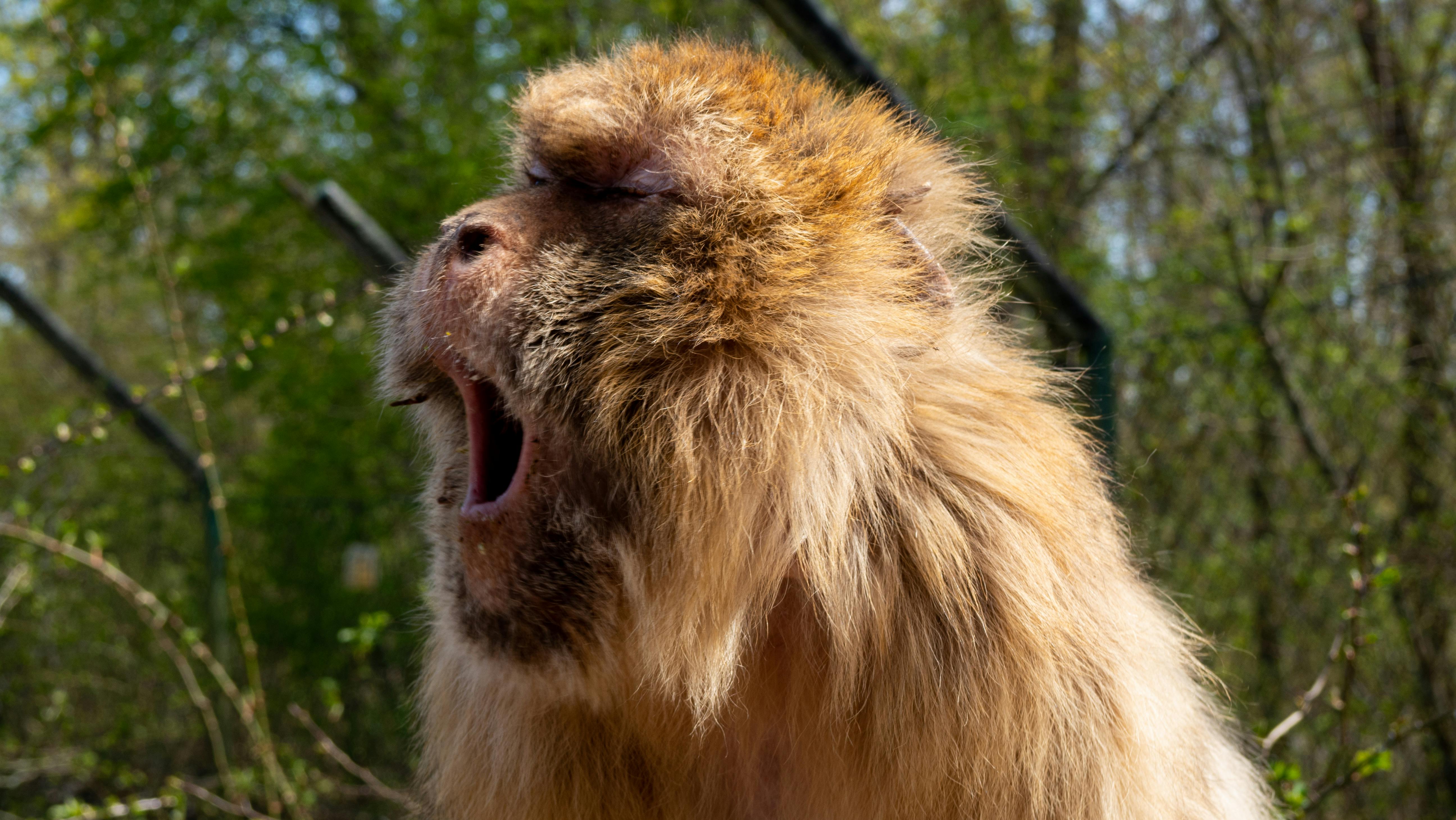 Close-up Photo of yawning Monkey · Free Stock Photo
