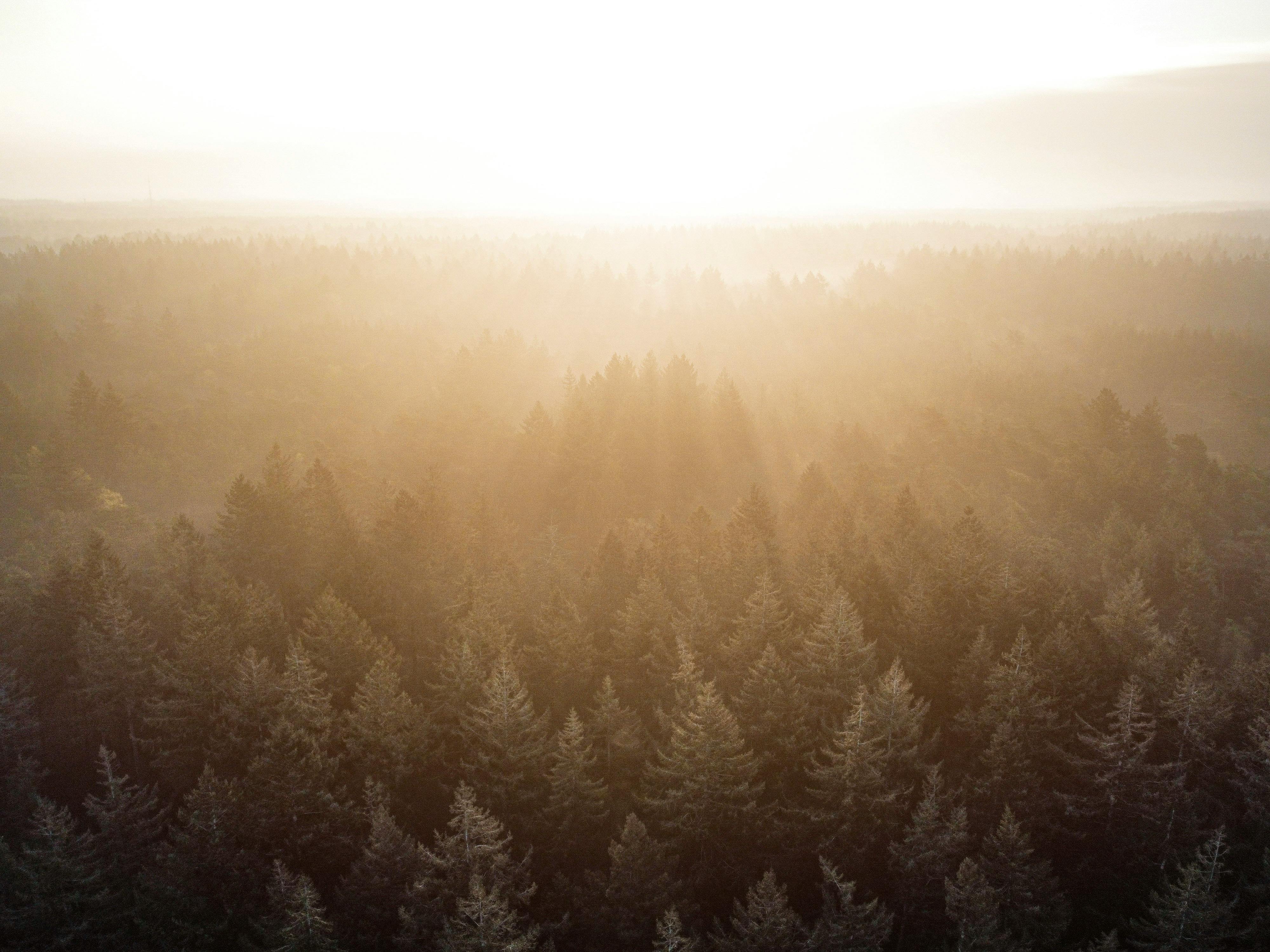 Sunset Above a Forest · Free Stock Photo