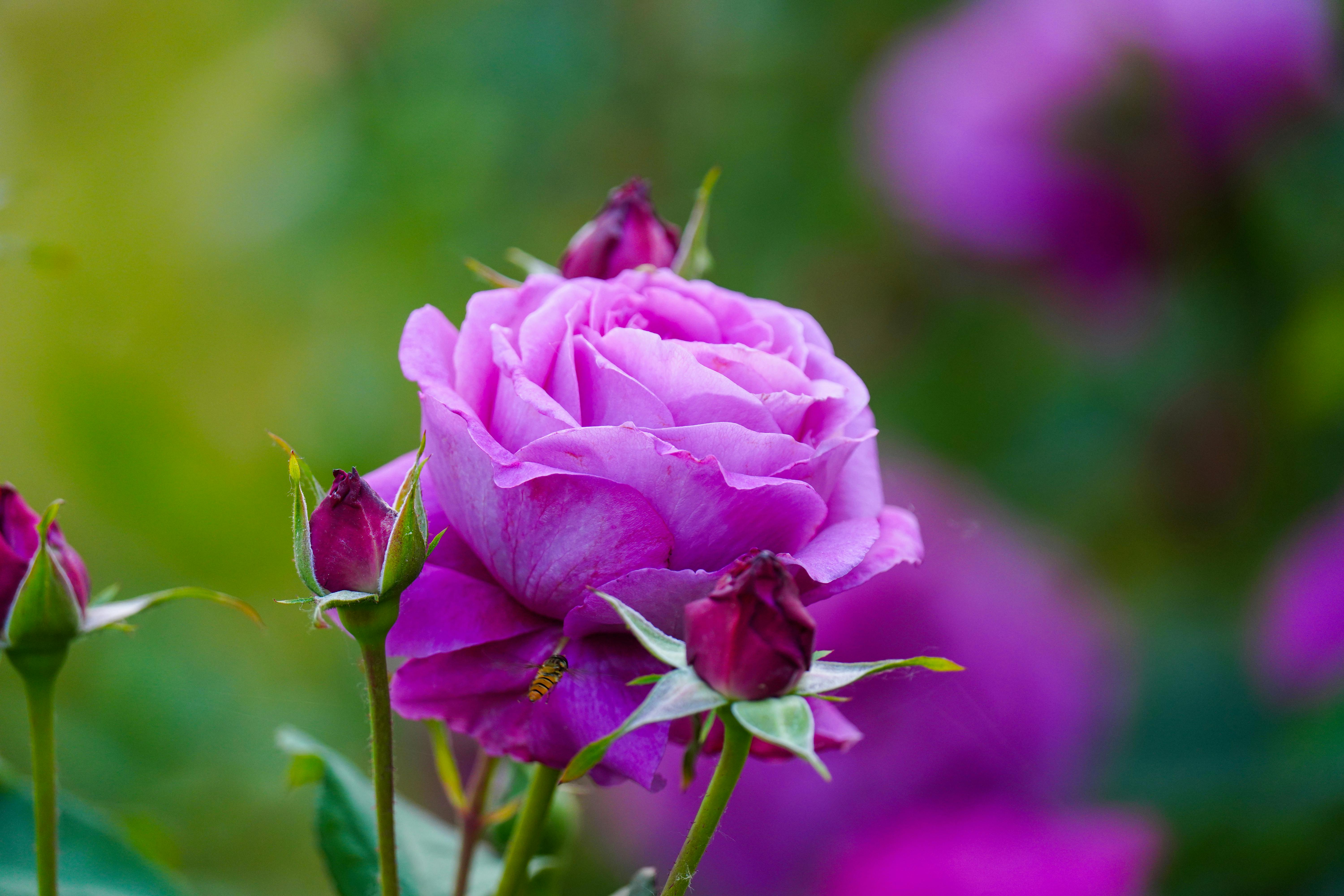 A Blooming Pink Hybrid Tea Rose · Free Stock Photo