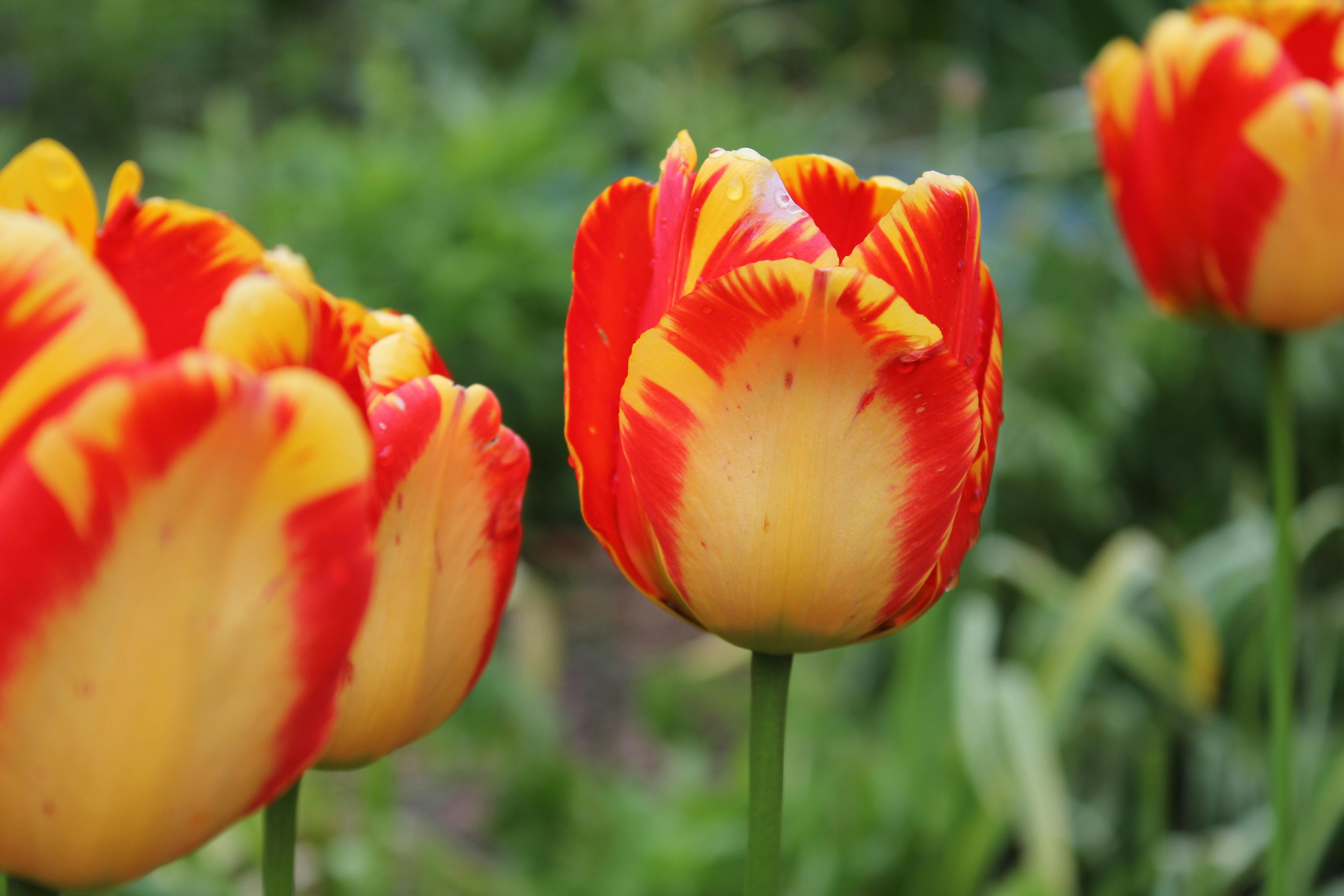 Yellow Orange Tulip Flowers in Bloom · Free Stock Photo