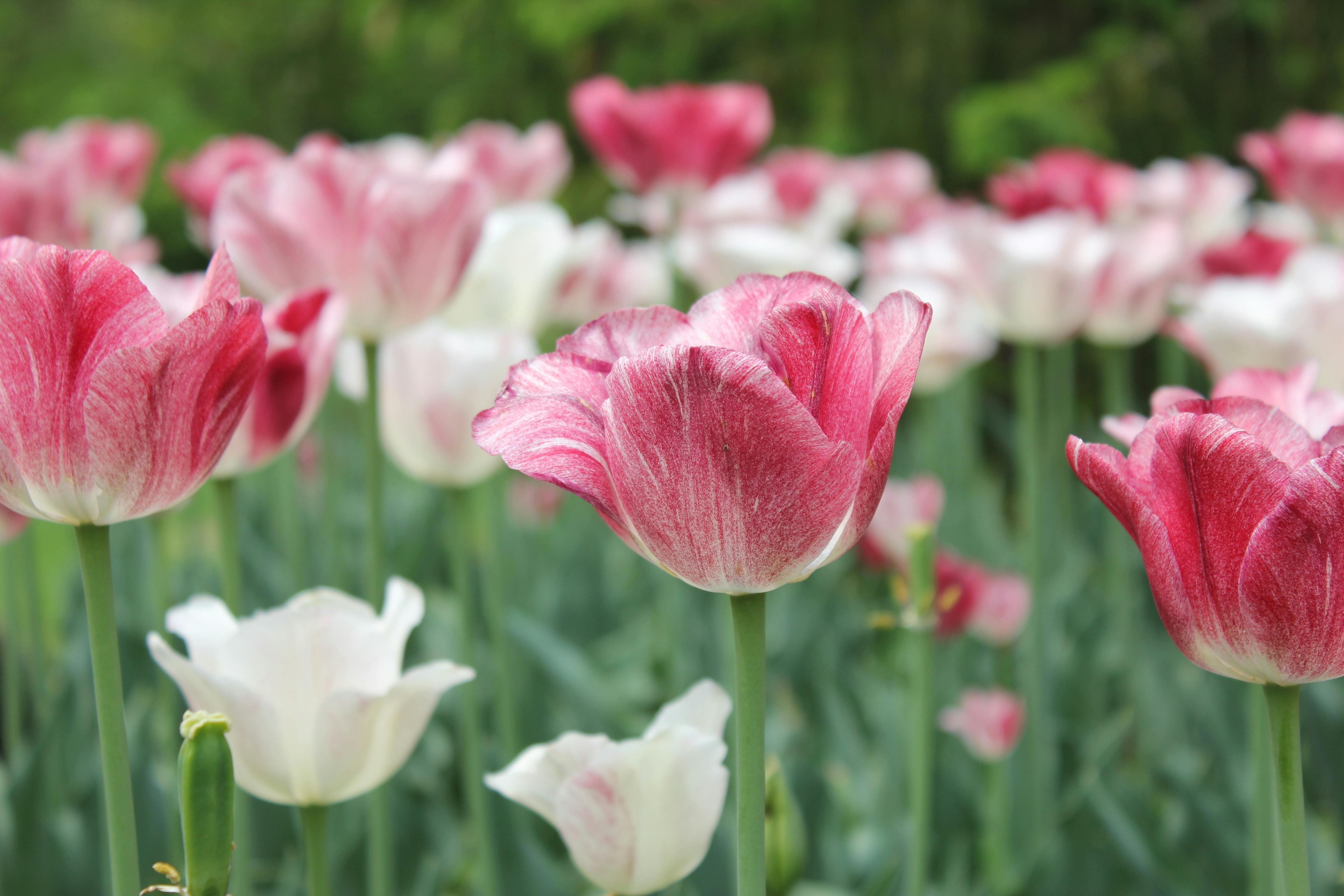 Colorful Tulip Garden · Free Stock Photo